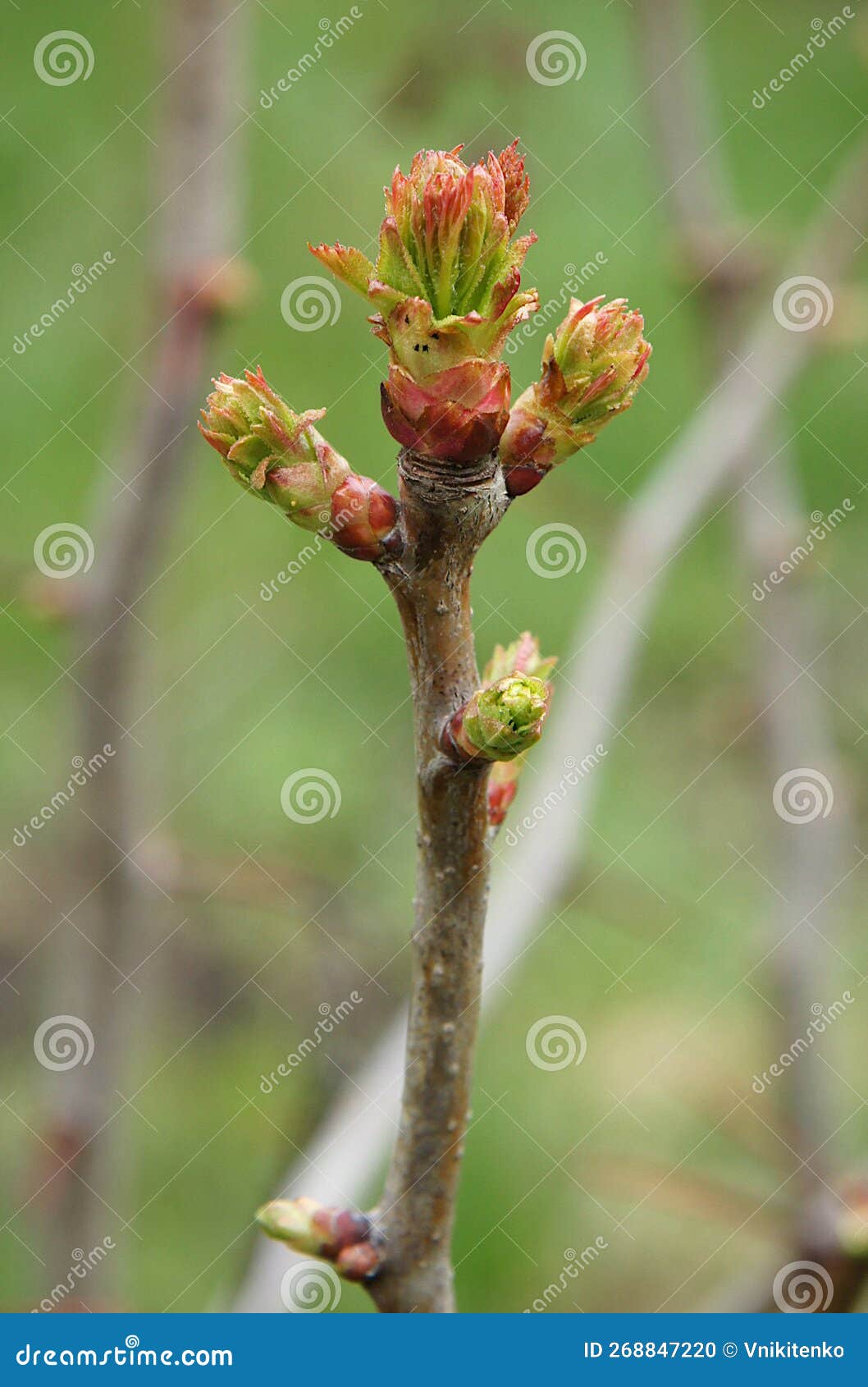 Crataegus Buds in Early Spring Stock Photo - Image of botany, macro ...