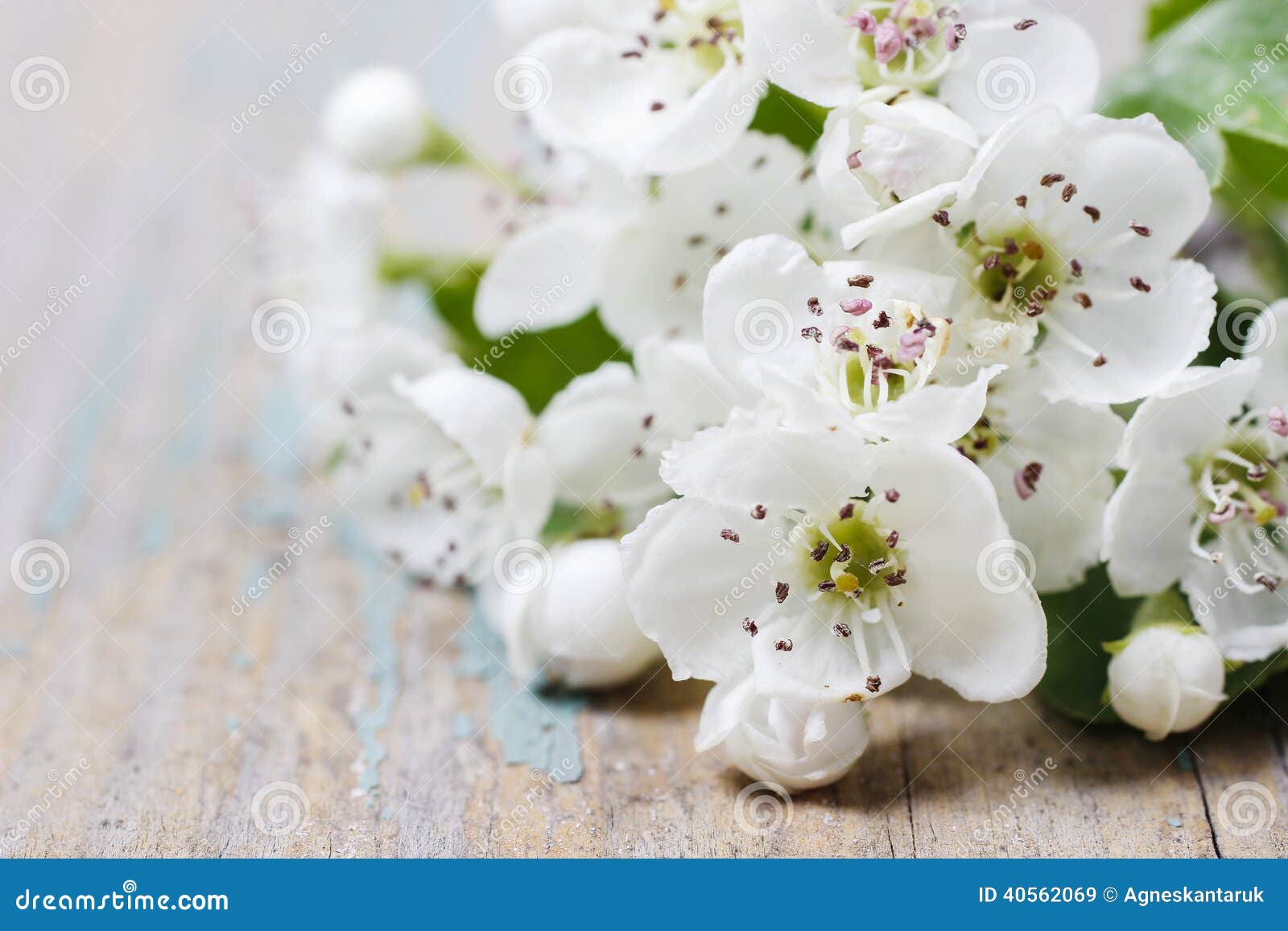 Crataegus Commonly Called Hawthorn, Thornapple Stock Image - Image of ...
