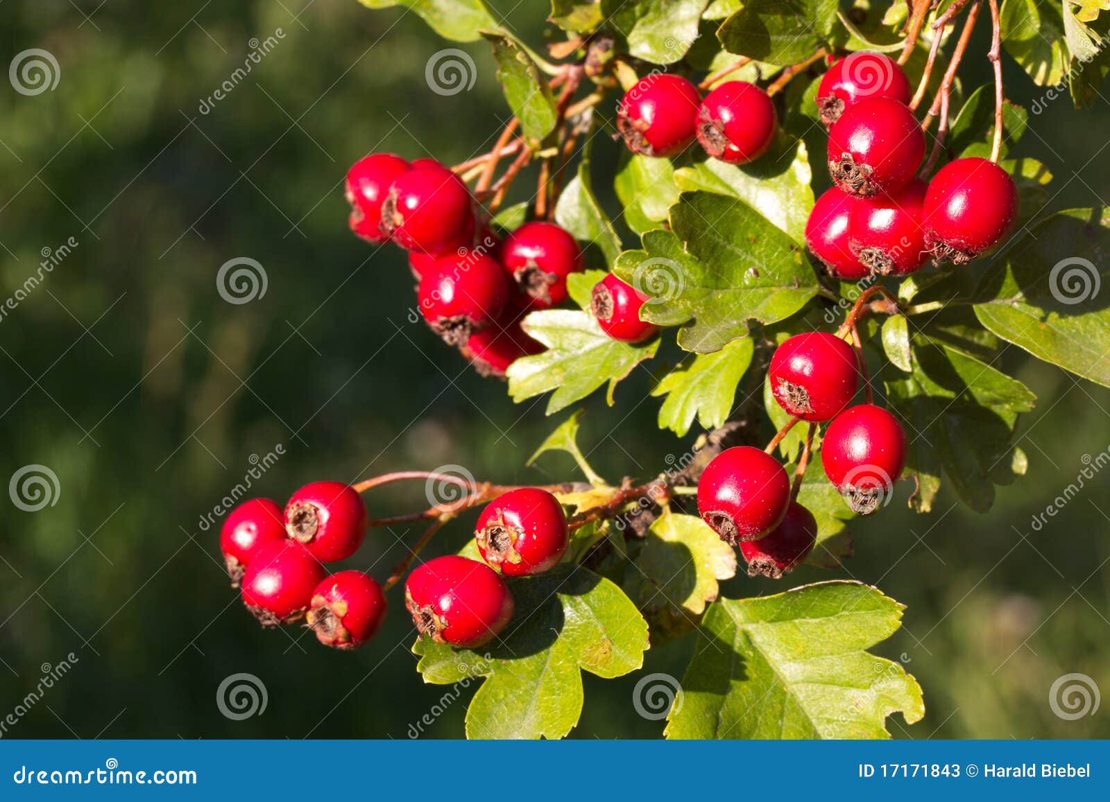 Crataegus Laevigata stock image. Image of shrub, medicin - 17171843