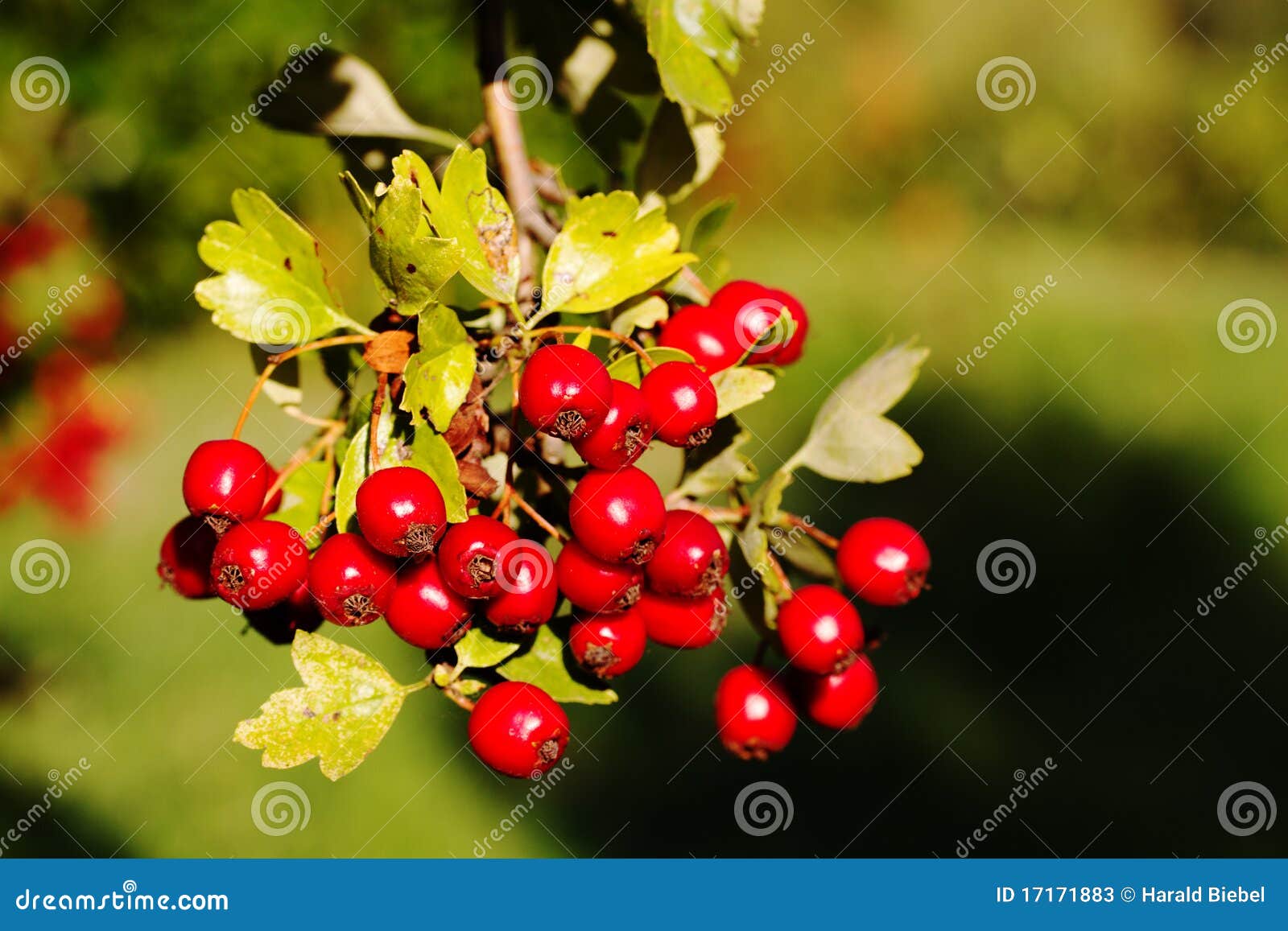 Crataegus Laevigata stock image. Image of hawthorn, medicin - 17171883