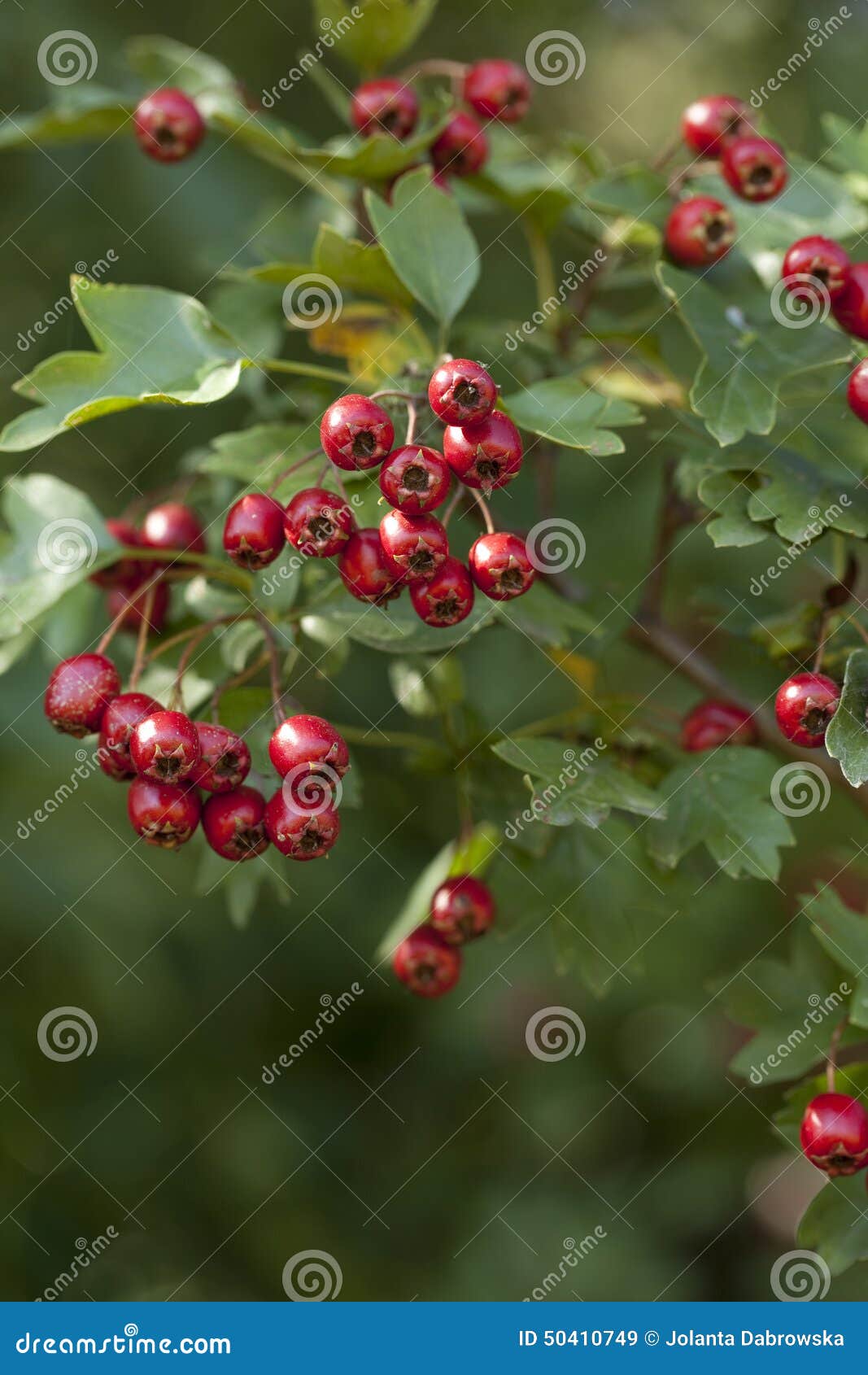 Crataegus monogyna stock image. Image of nature, close - 50410749