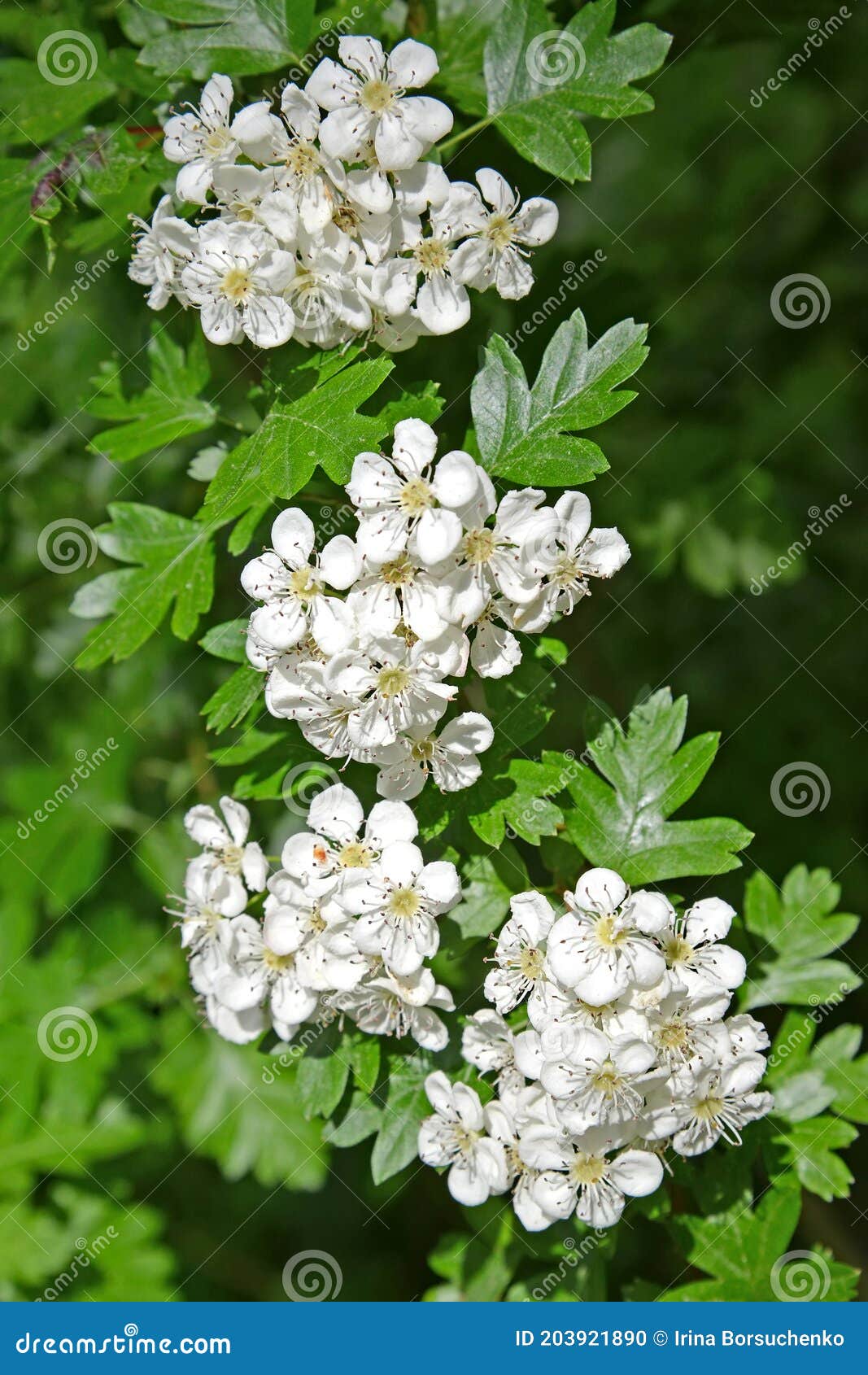 Crataegus monogyna jacq foto de stock. Imagem de folhas - 203921890