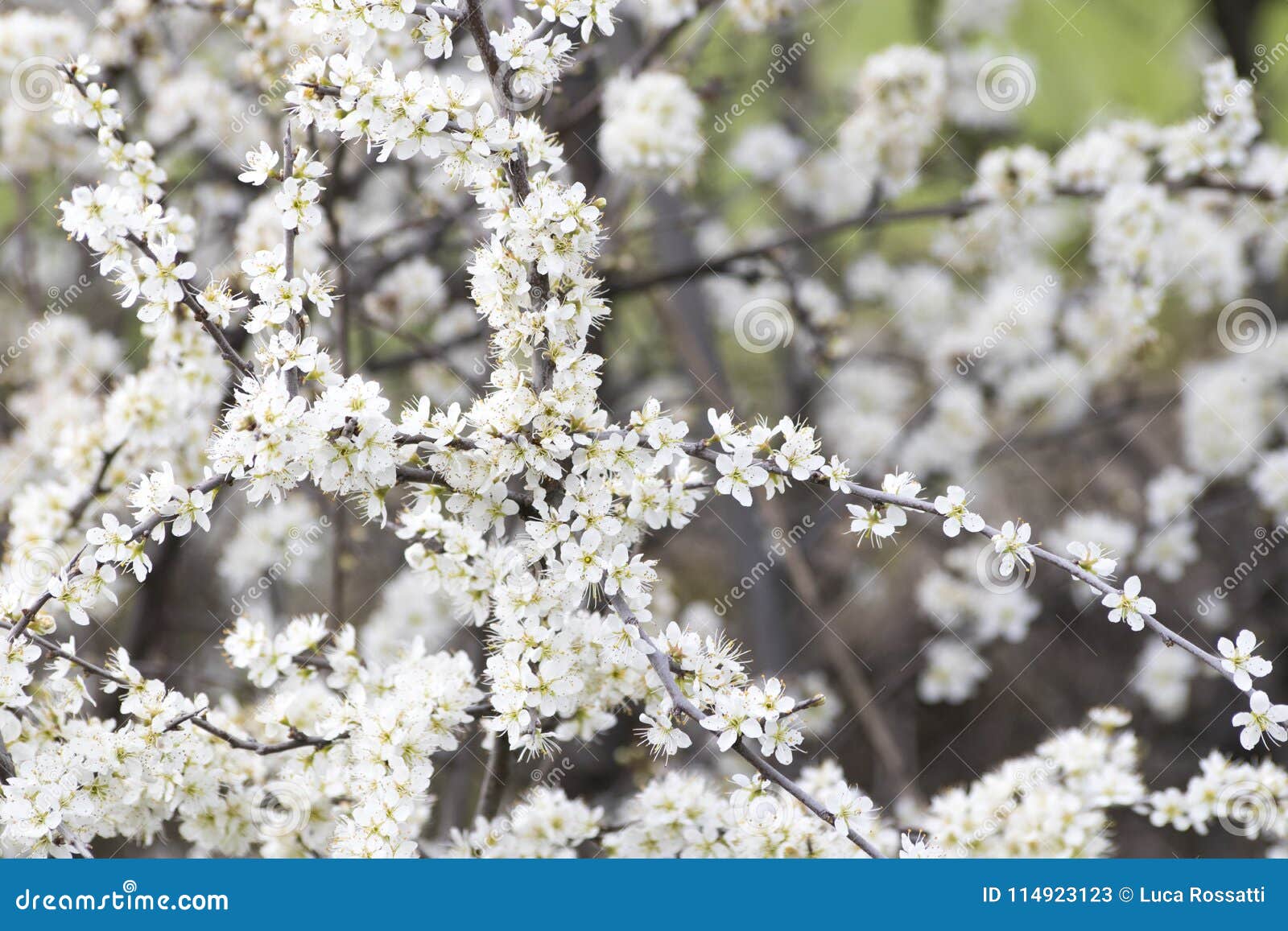 Crataegus Monogyna White Hawthorn Bush Stock Image - Image of gardening ...