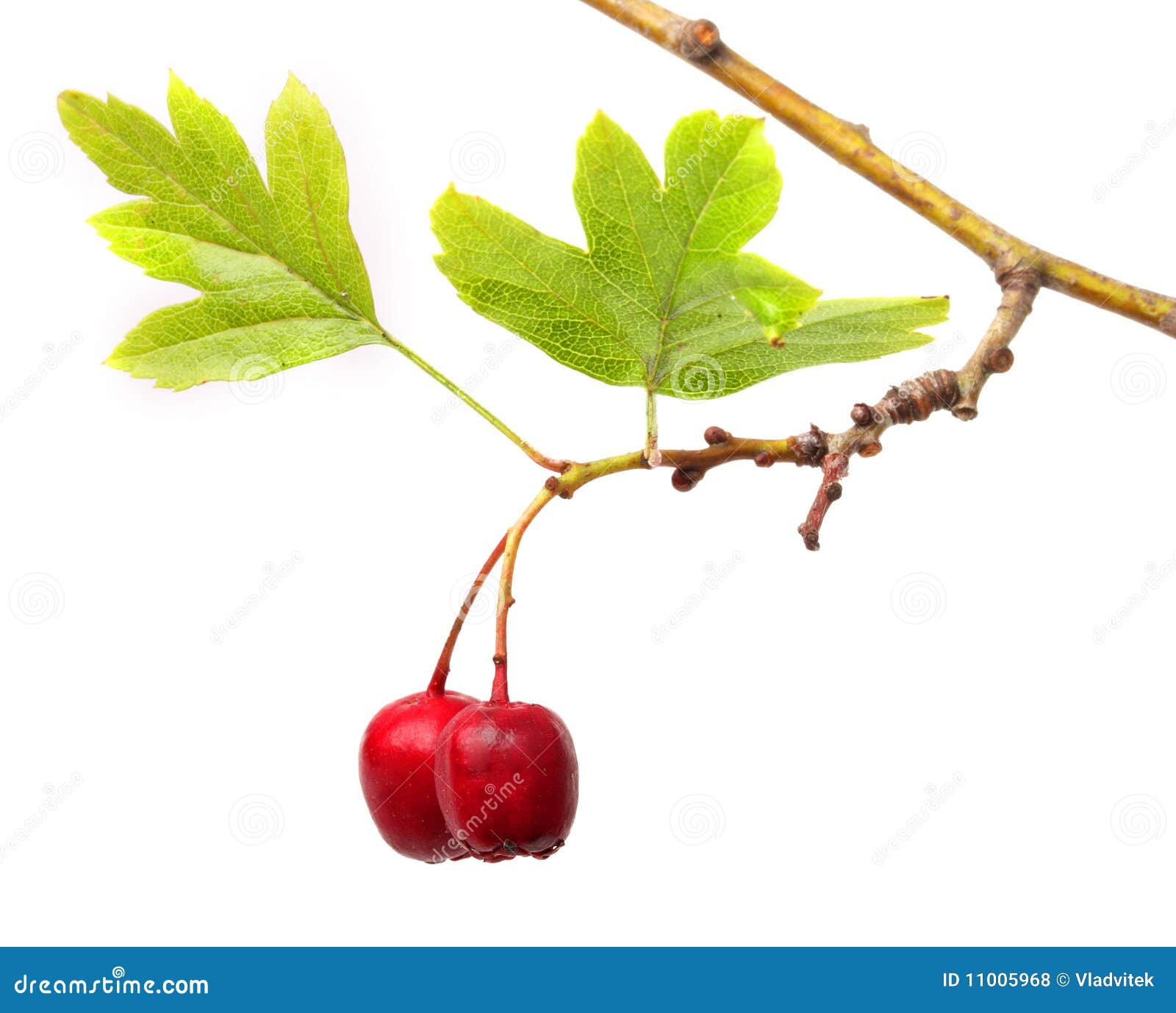 Crataegus Oxyacantha - Hawthorn Stock Photo - Image of food, flora ...