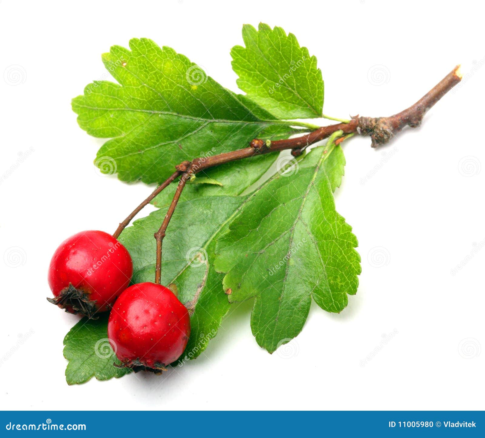 Crataegus Oxyacantha - Hawthorn Stock Photo - Image: 11005980