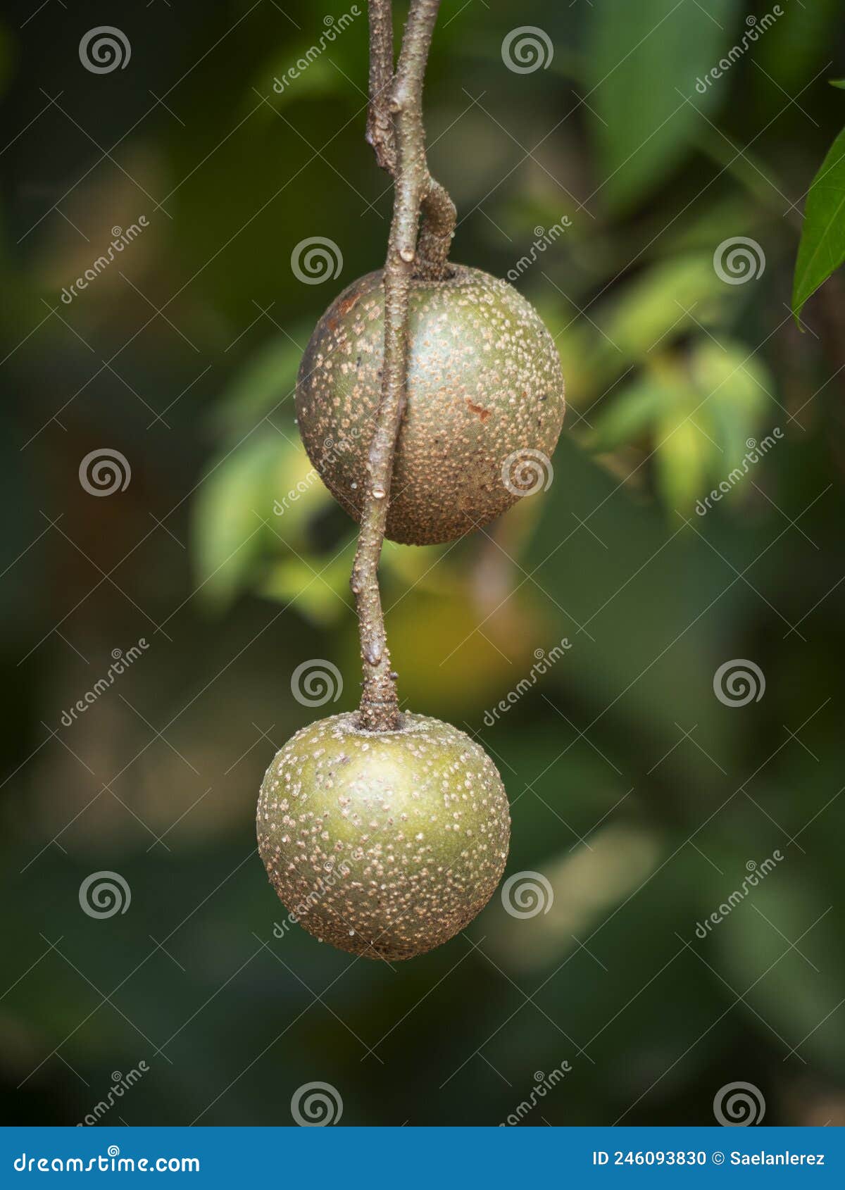 Crataeva fruit on the tree stock photo. Image of chlorophyll - 246093830