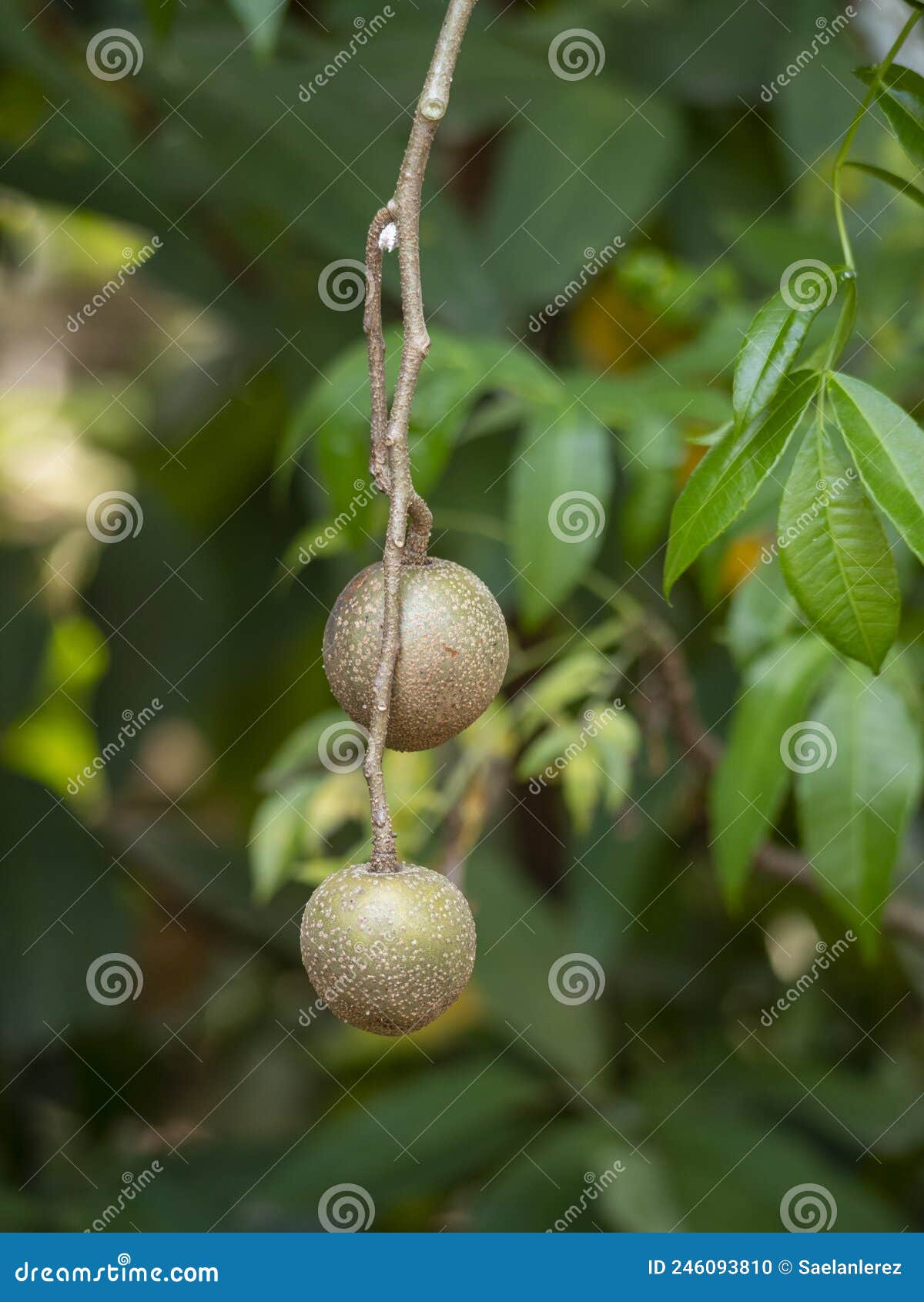 Crataeva fruit on the tree stock photo. Image of organic - 246093810