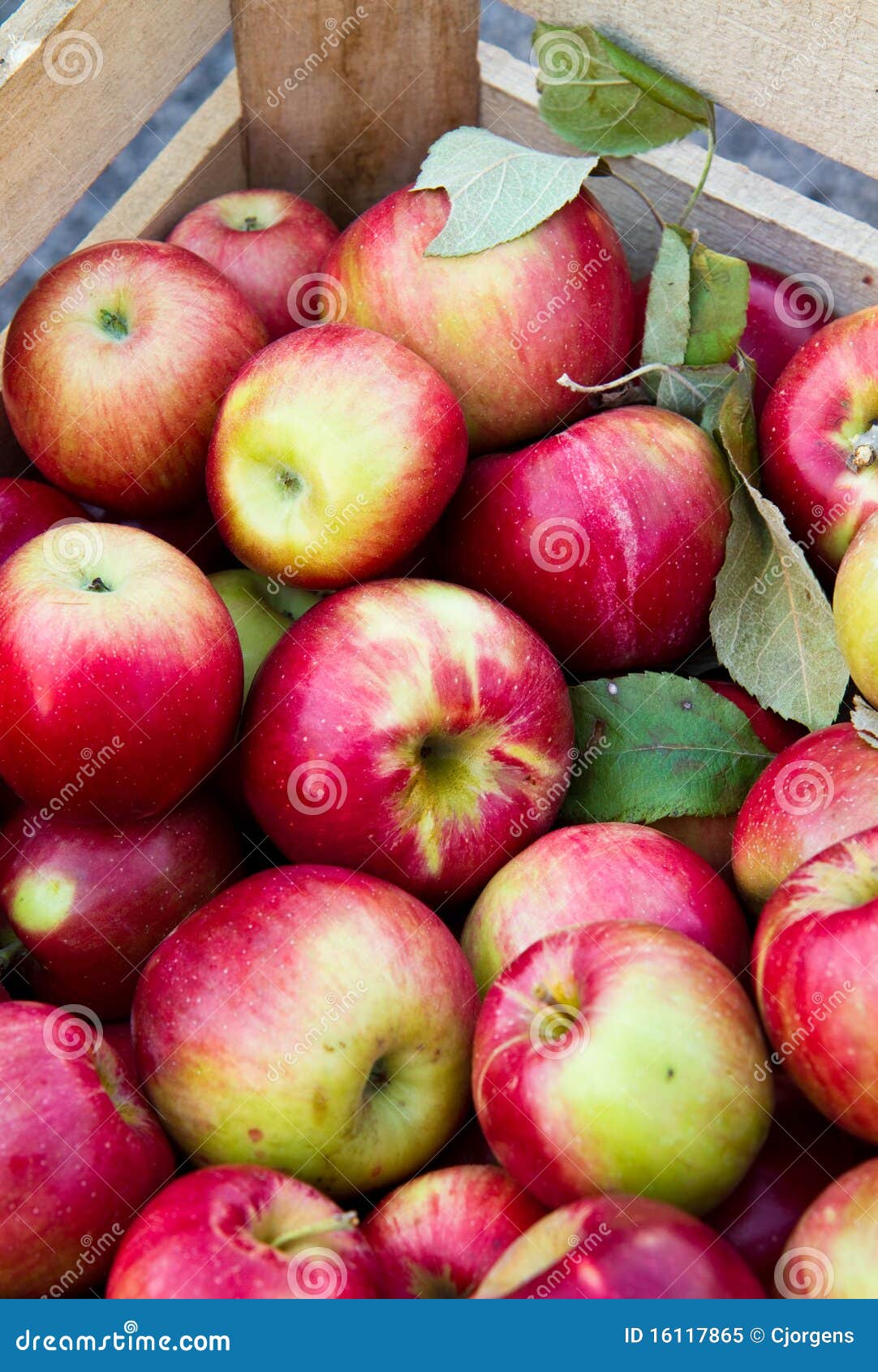 Crate of apples stock image. Image of cultivation, farm - 16117865