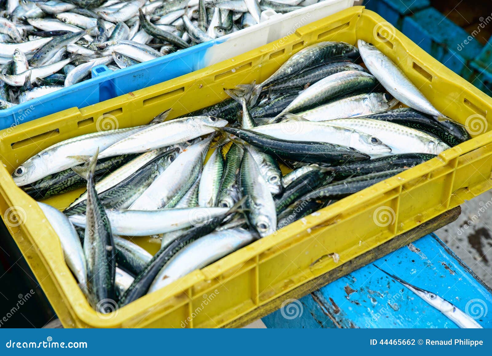 Crate fresh fish stock photo. Image of animal, cooking - 44465662