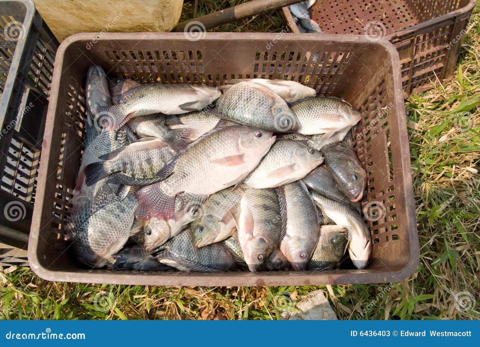 Crate of Fresh Tilapia Fish Stock Image - Image of fish, piled: 6436403