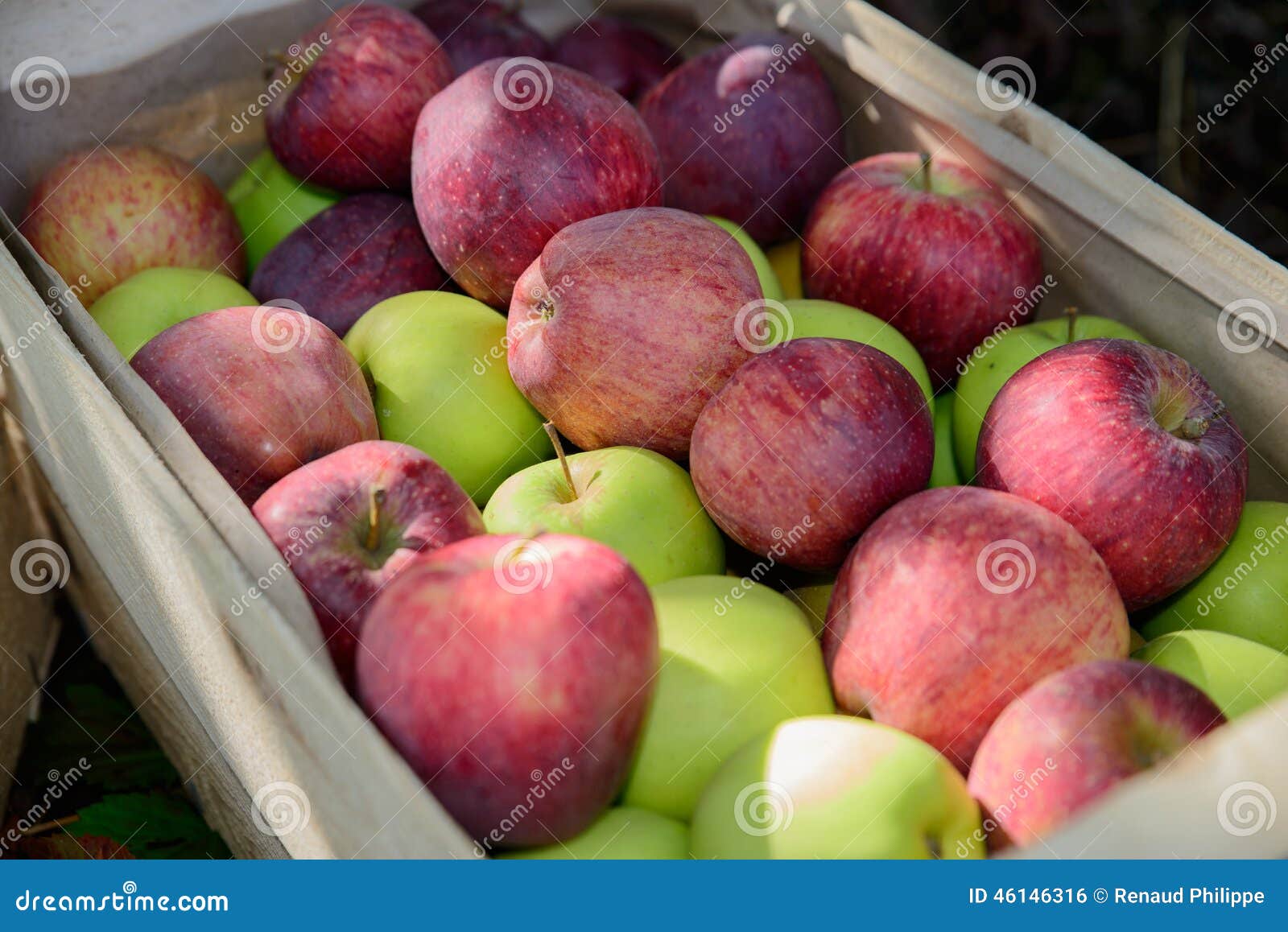 Crate Full of Apples Near a Tree Stock Photo - Image of blade, fruit ...