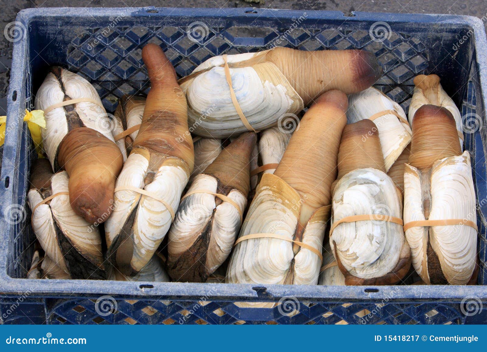 Crate of Geoducks stock image. Image of northwest, kitsap - 15418217