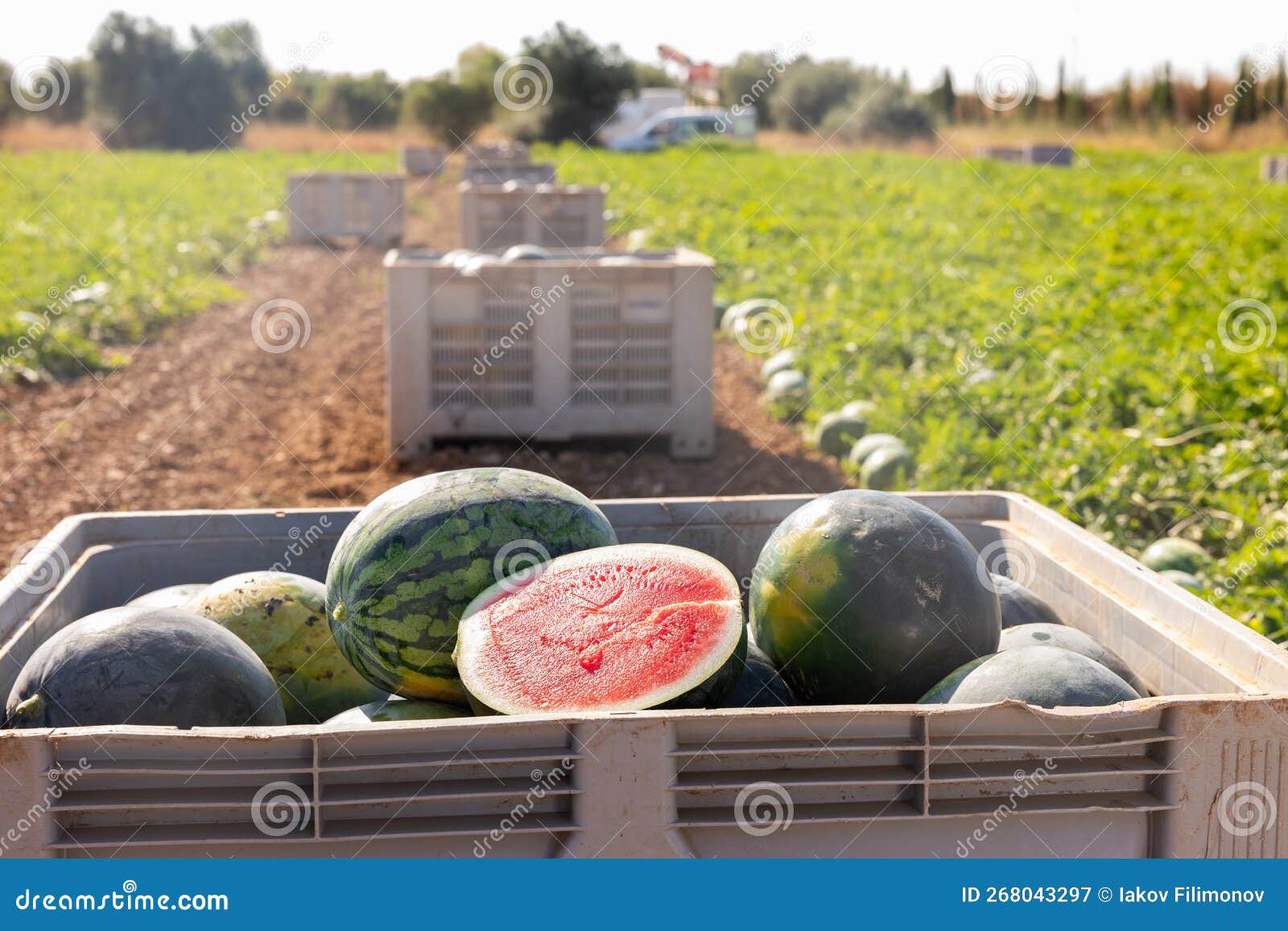 Crate with Harvest of Watermelons on Farm Field in Summer Stock Image ...