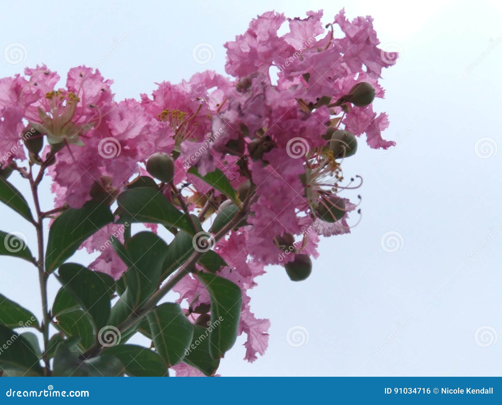 Crate myrtle stock photo. Image of tree, myrtle, flowers - 91034716