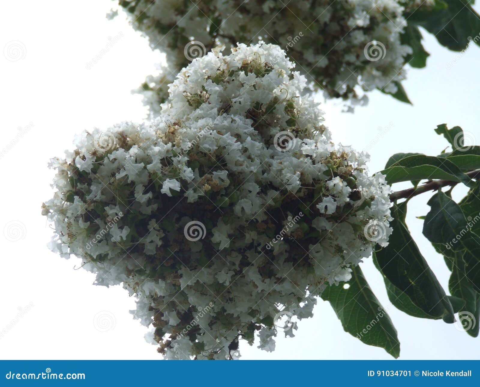 Crate myrtle stock image. Image of plant, flower, white - 91034701
