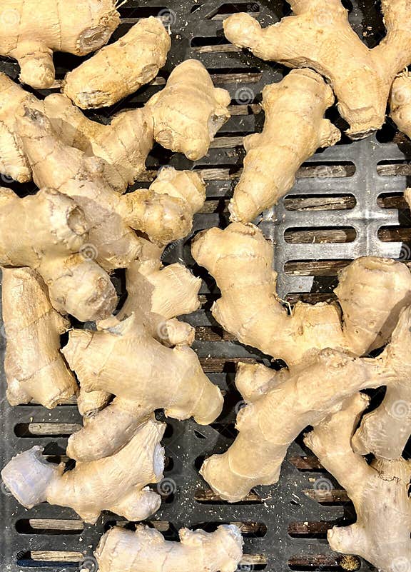 Stem Ginger stock image. Image of roots, flavour, produce - 290173647