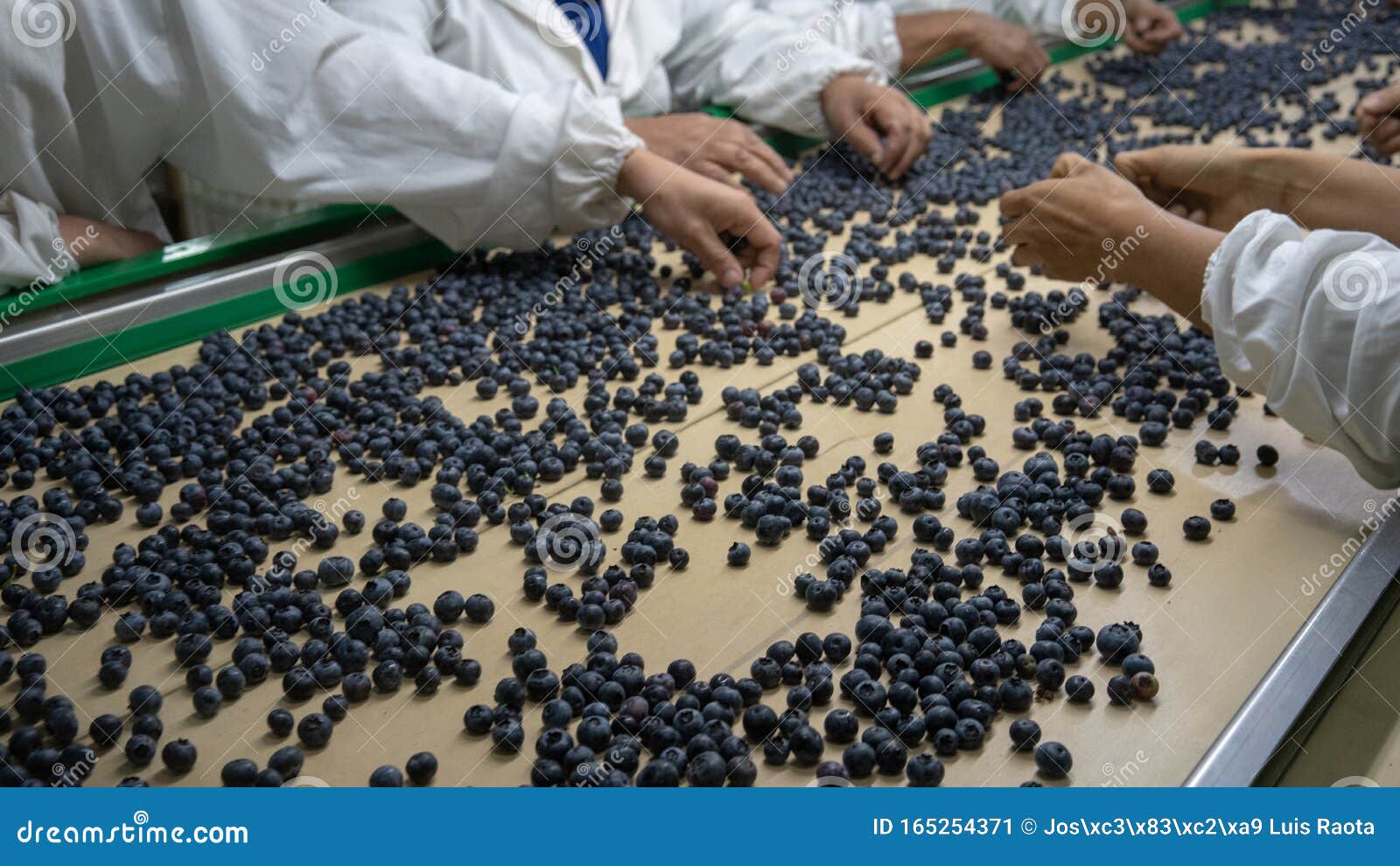 Workers Hands Select Blueberries To Be Sold Stock Image - Image of ...