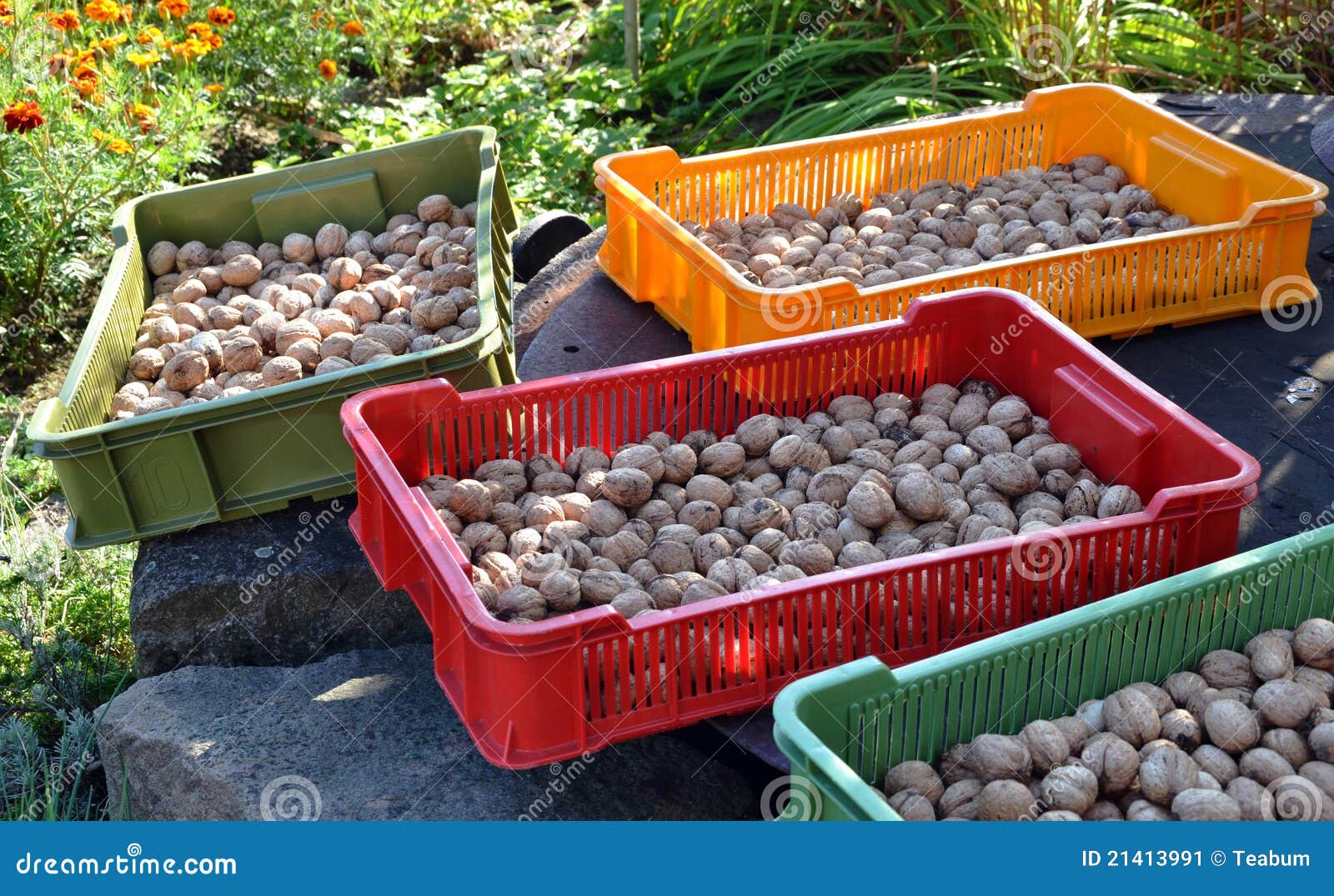 Crates with drying walnuts stock image. Image of fresh - 21413991