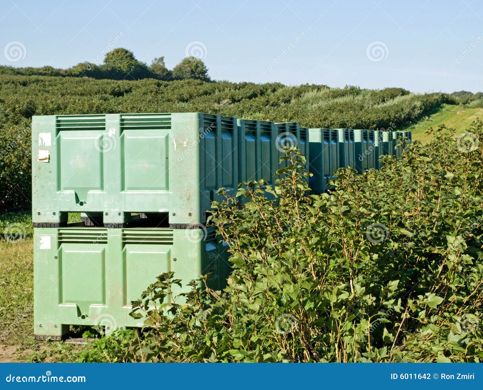 Crates in the field stock photo. Image of food, harvesting - 6011642