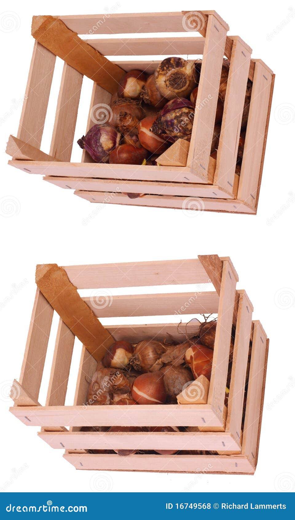 Crates with flower bulbs stock photo. Image of shipping - 16749568