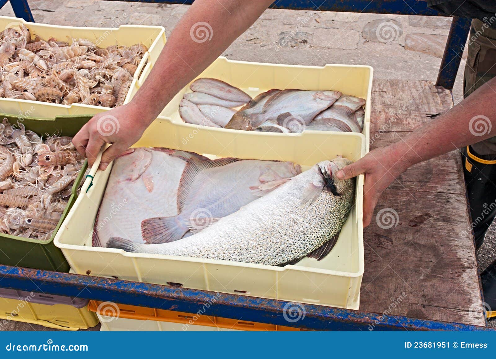 Crates of Freshly Caught Fish Stock Image - Image of fishing, crate ...