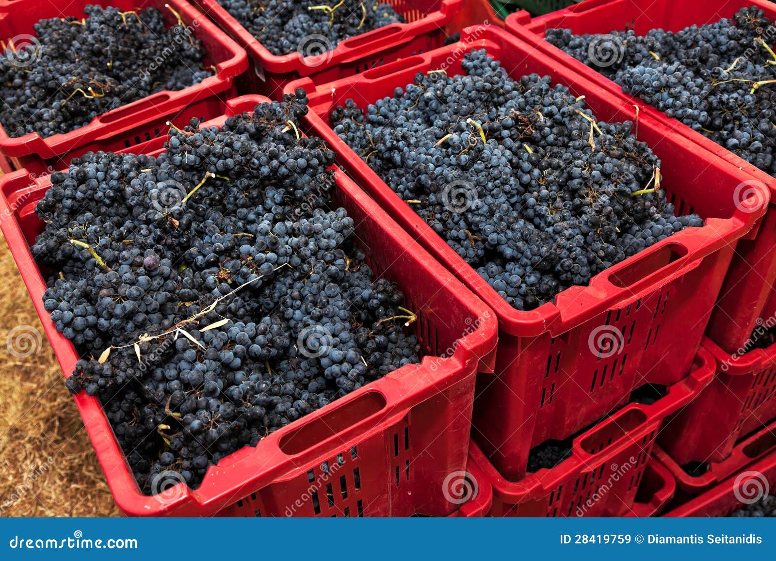 Crates full of grapes stock image. Image of healthy, grape - 28419759