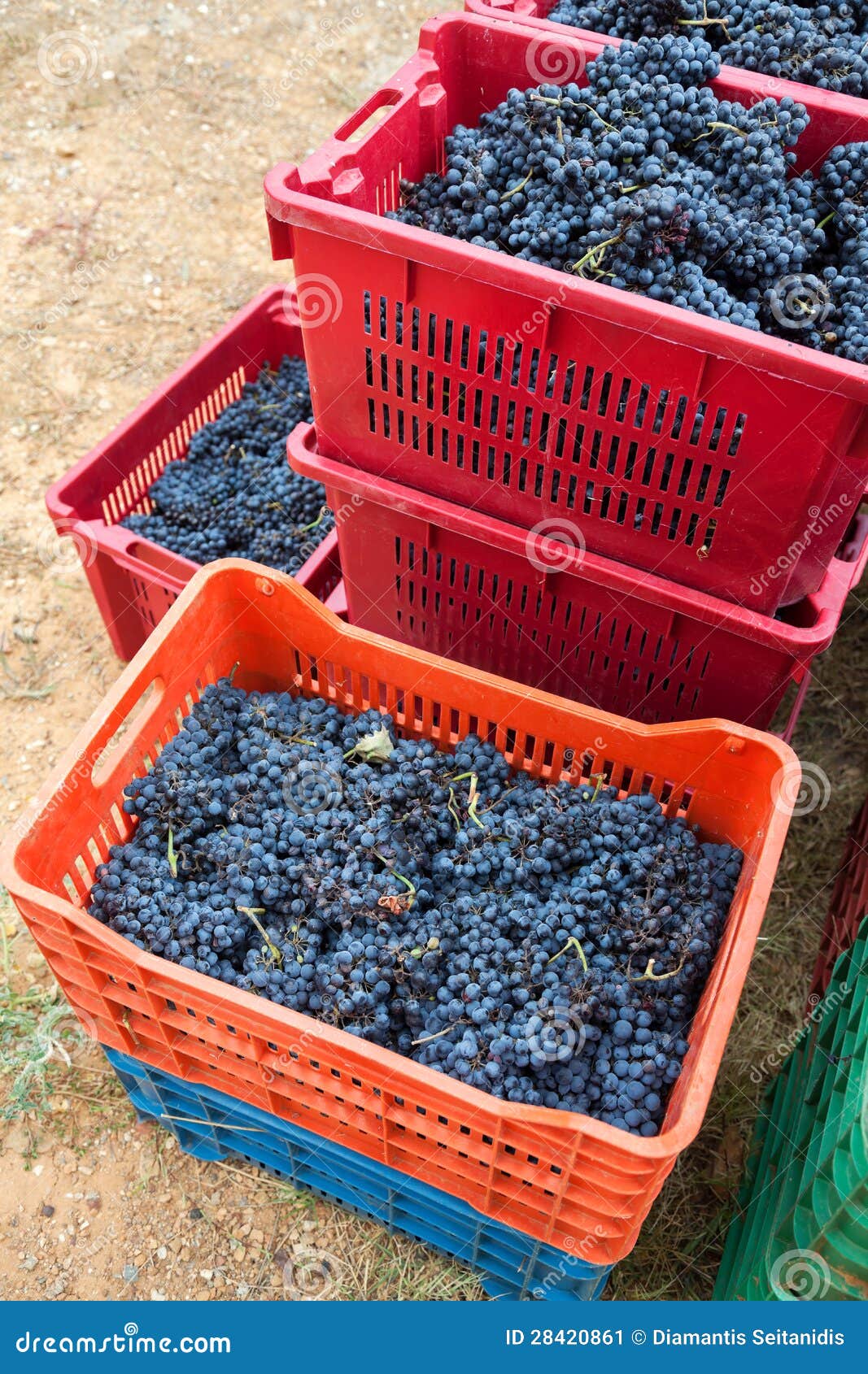 Crates full of grapes stock image. Image of fruit, cluster - 28420861