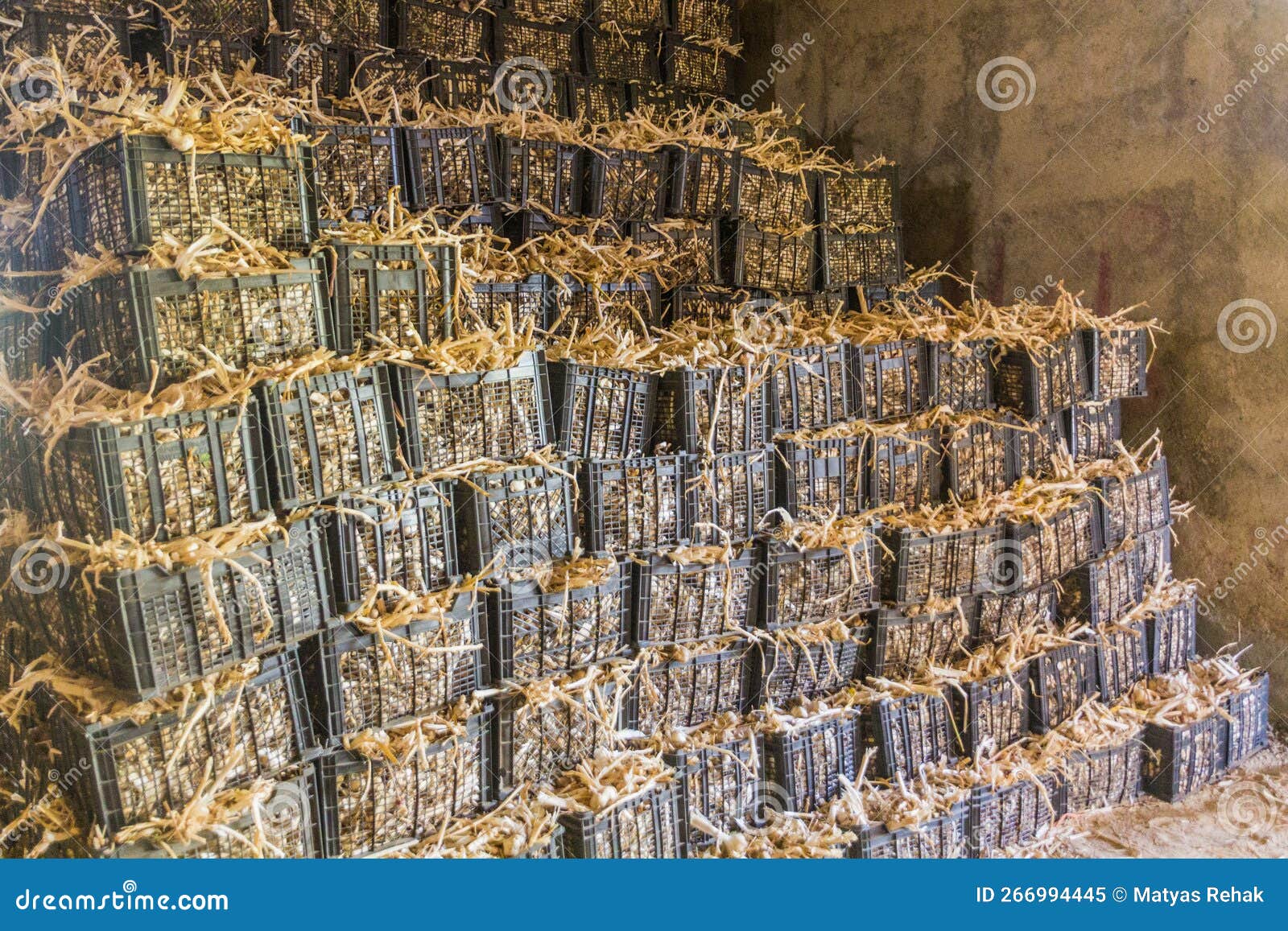 Crates of Garlic on a Farm in Ir Stock Image - Image of food ...