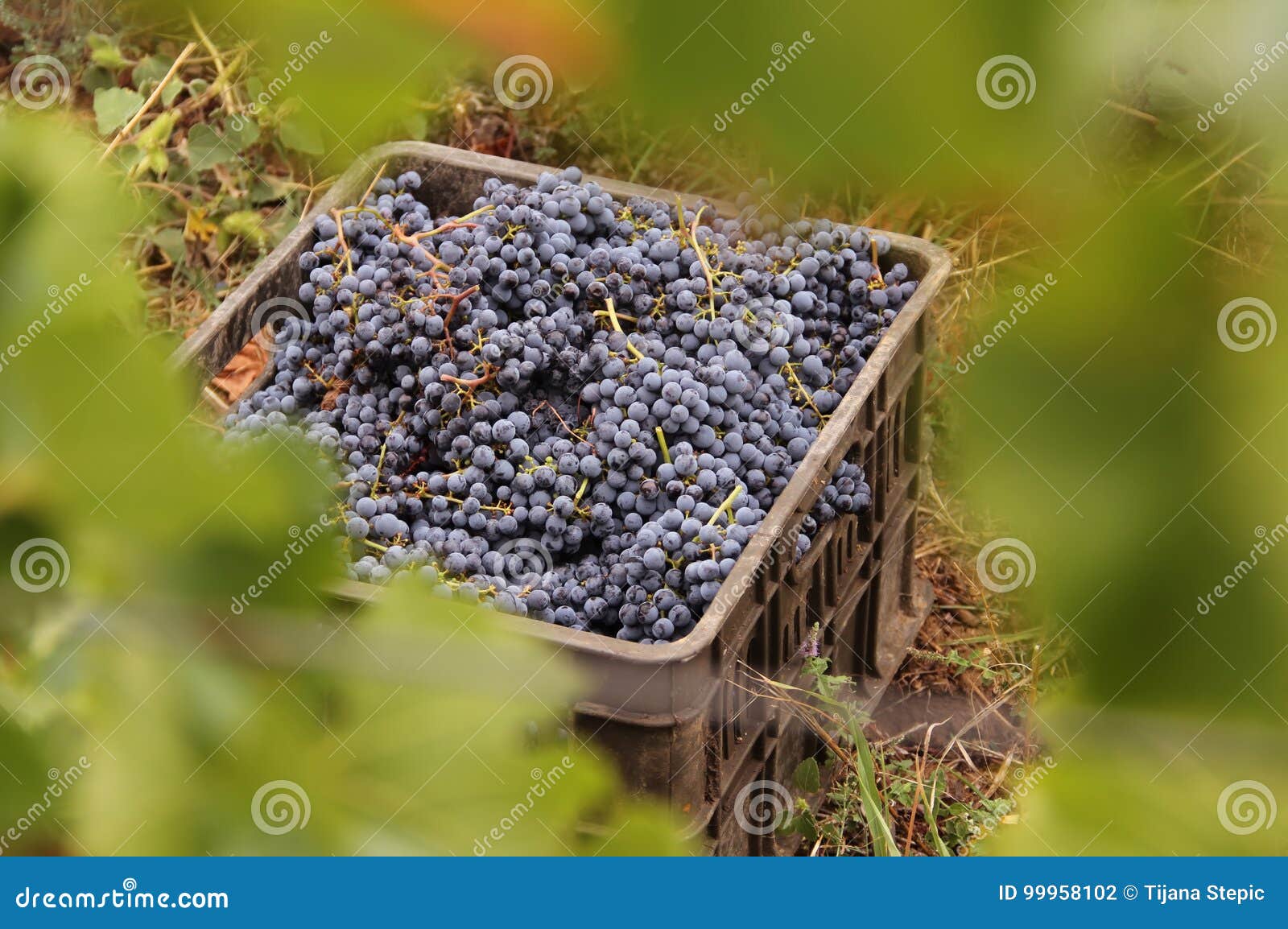 Crates with grape stock photo. Image of grape, container - 99958102