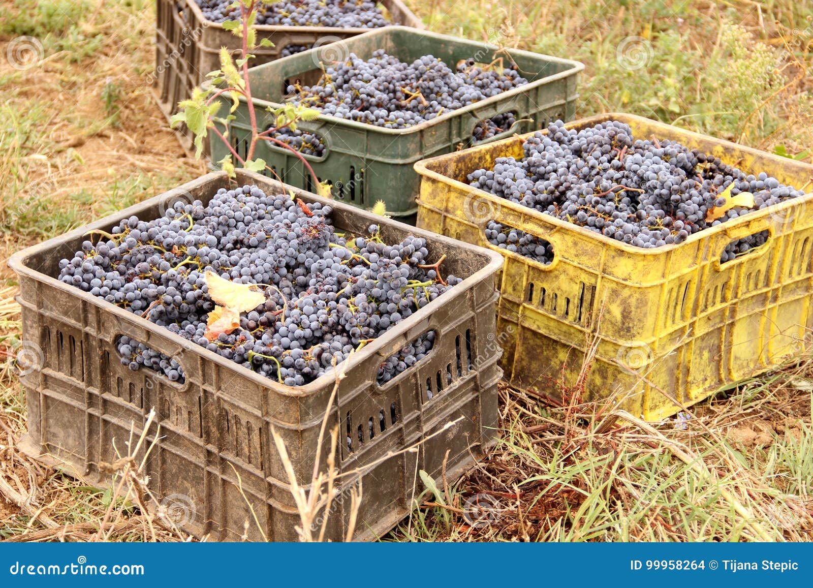 Crates with grape stock photo. Image of cultivated, farming - 99958264