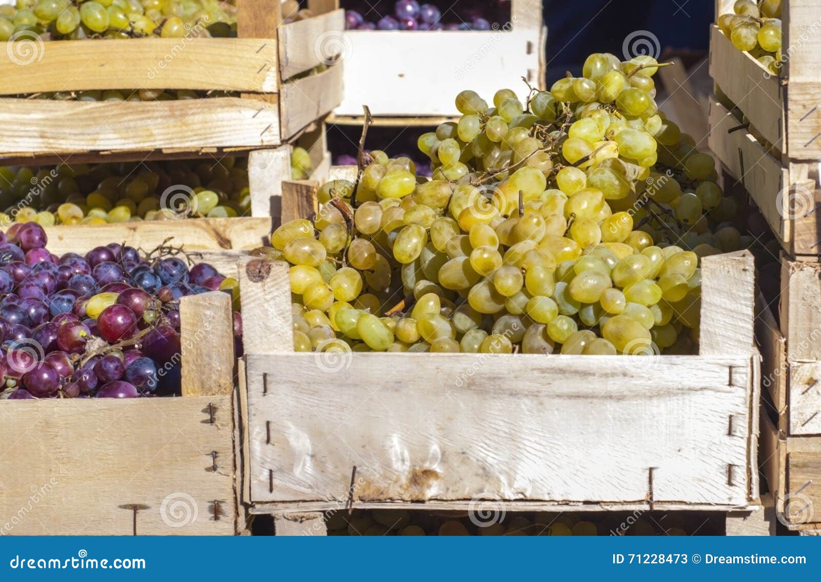 Crates of grapes stock image. Image of organic, food - 71228473