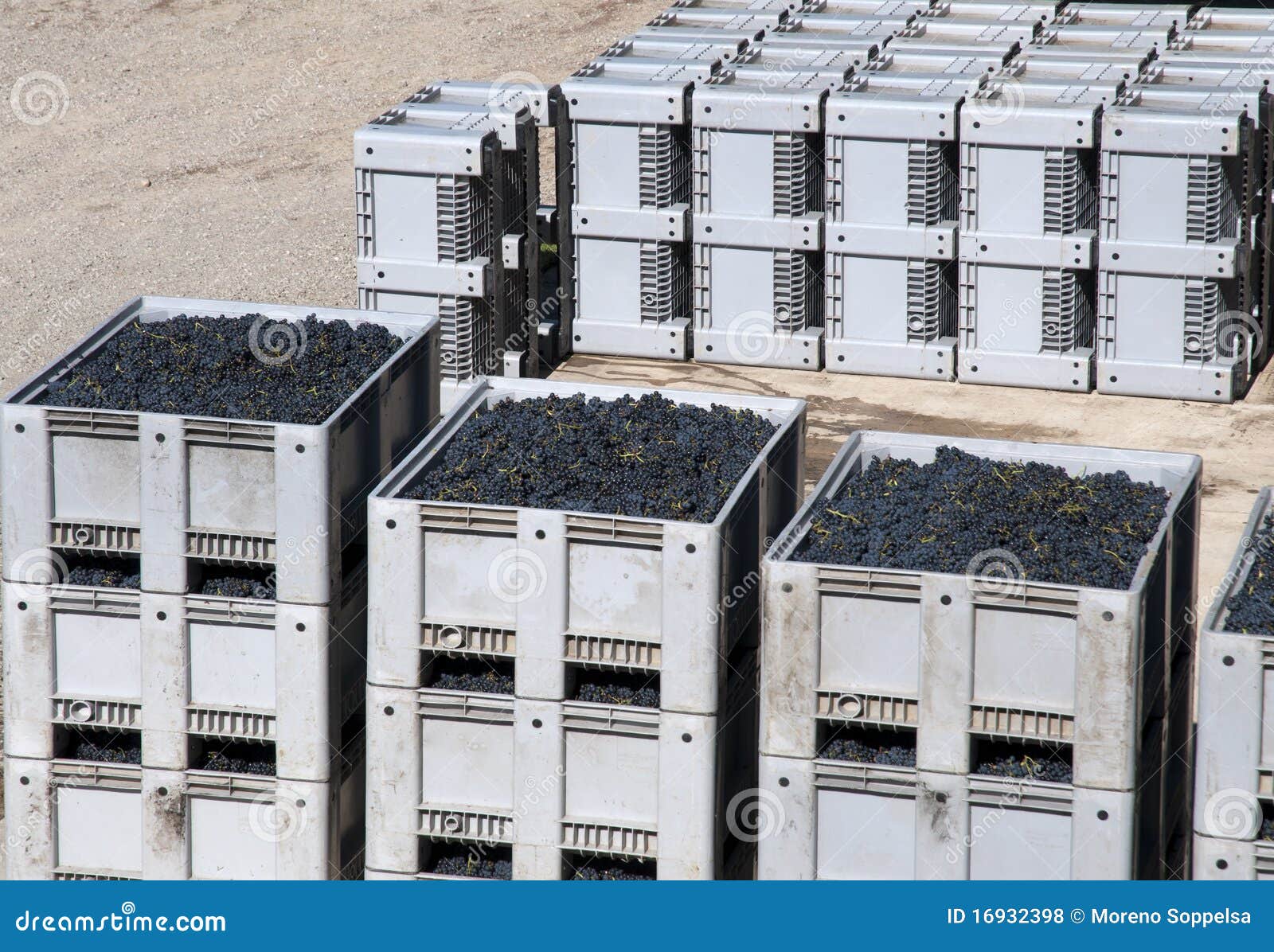 Crates of grapes (Italy) stock photo. Image of wine, crates - 16932398