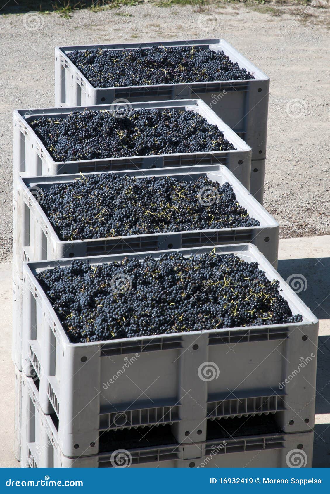 Crates of grapes (Italy) stock image. Image of agriculture - 16932419