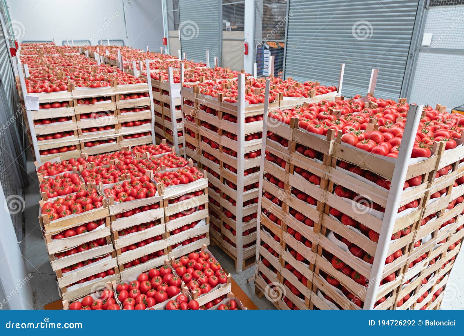 Storage Tomato stock photo. Image of wholesale, produce - 194726292
