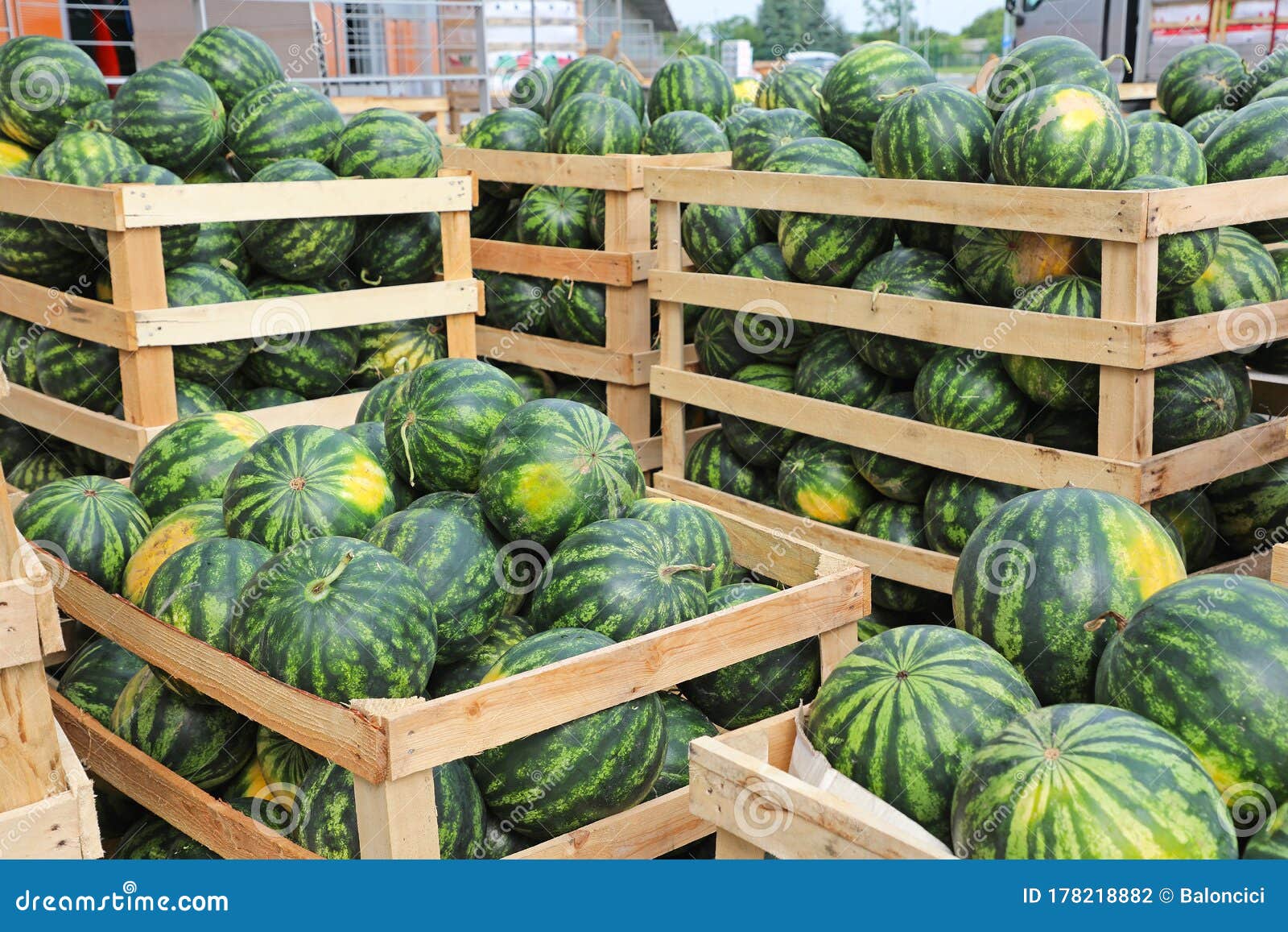 Crates of Watermelons stock photo. Image of green, fruit - 178218882