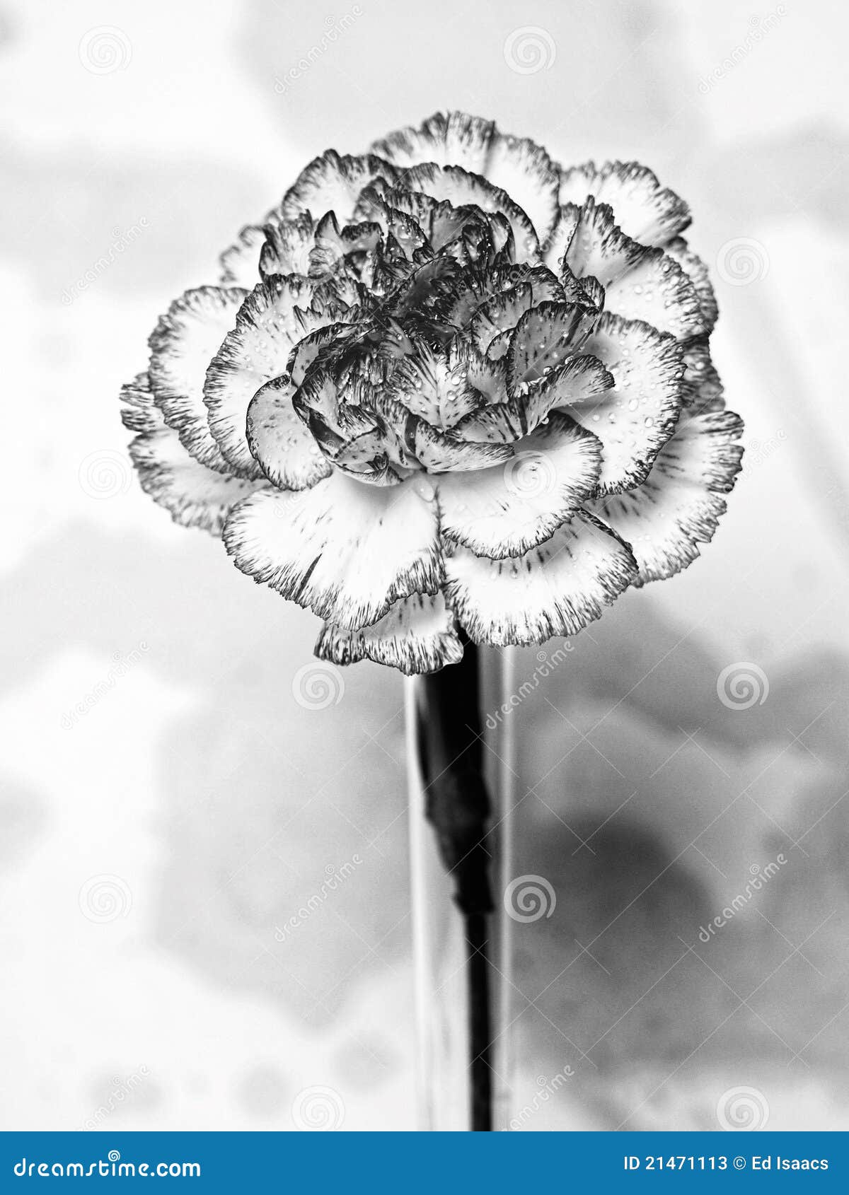 Cravo Preto & Branco Abstrato Imagem de Stock - Imagem de fundo, oferta ...