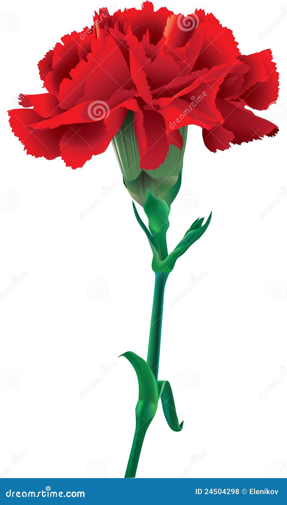 Cravos Vermelhos Isolados Fotos de Stock Royalty Free - Imagem: 24504298