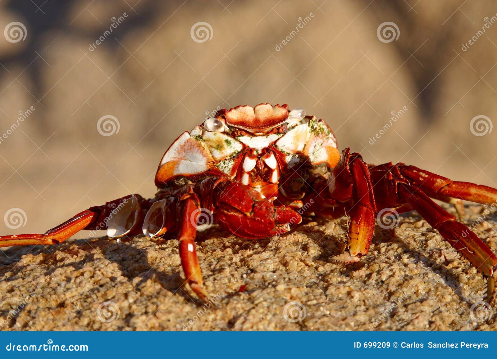Craw stock image. Image of animal, cabo, nature, rock, cabos - 699209