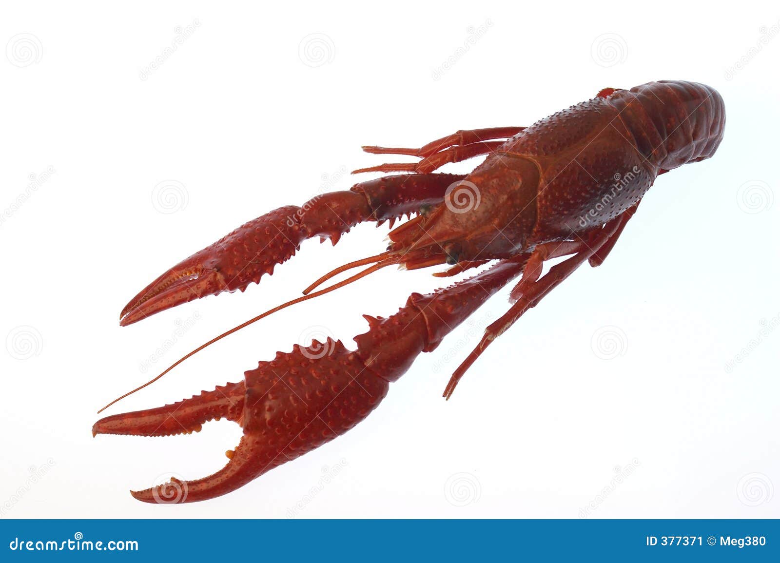 Craw-fish stock image. Image of marine, fish, maine, eatable - 377371