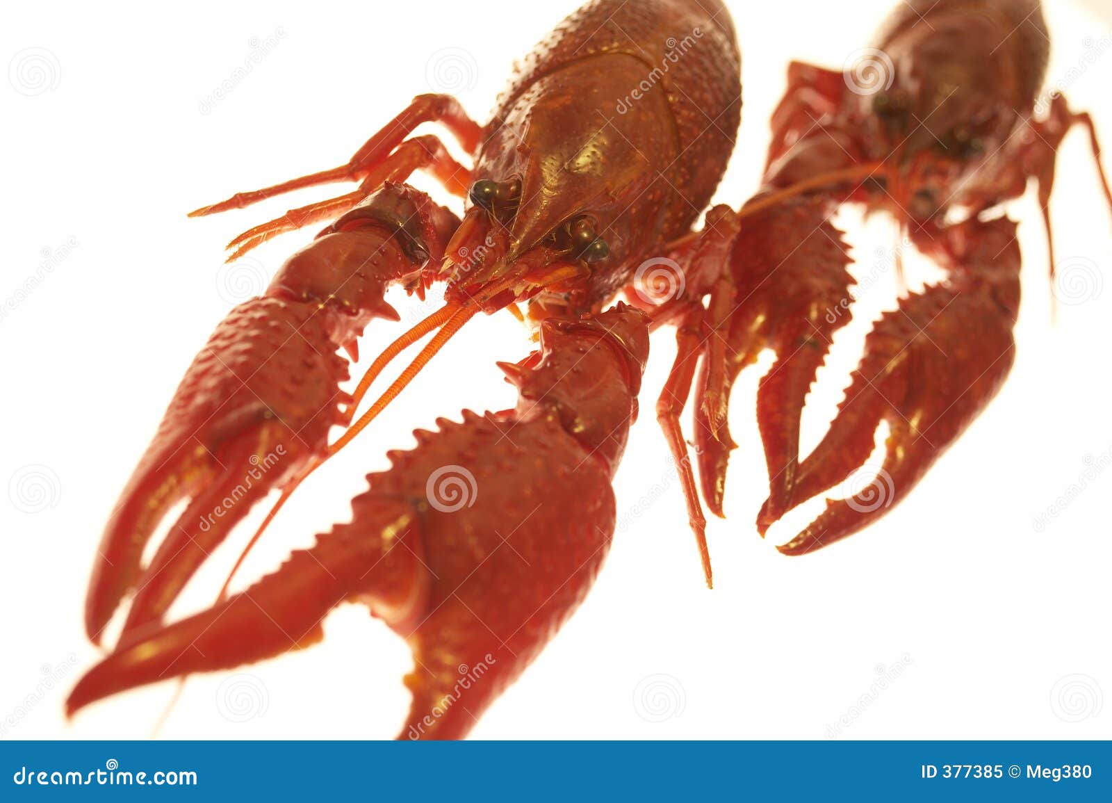 Craw-fish stock image. Image of crab, food, vacation, ocean - 377385
