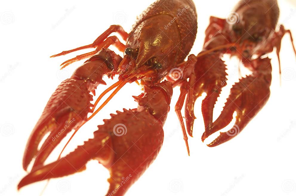 Craw-fish stock image. Image of crab, food, vacation, ocean - 377385