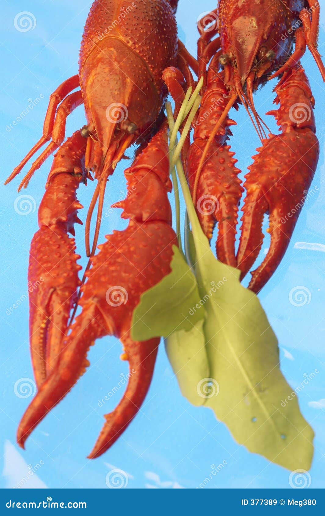 Craw-fish stock image. Image of plant, ocean, crawdad, crack - 377389