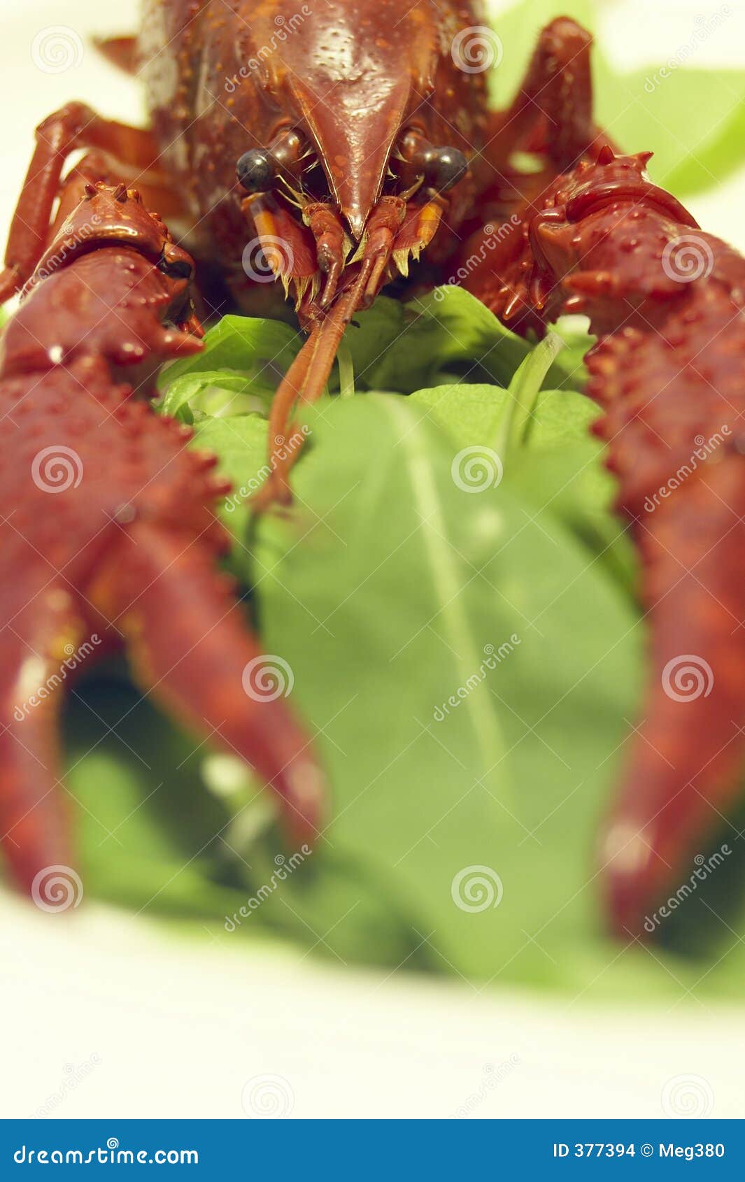 Craw-fish stock photo. Image of spiny, gourmet, maine, fish - 377394