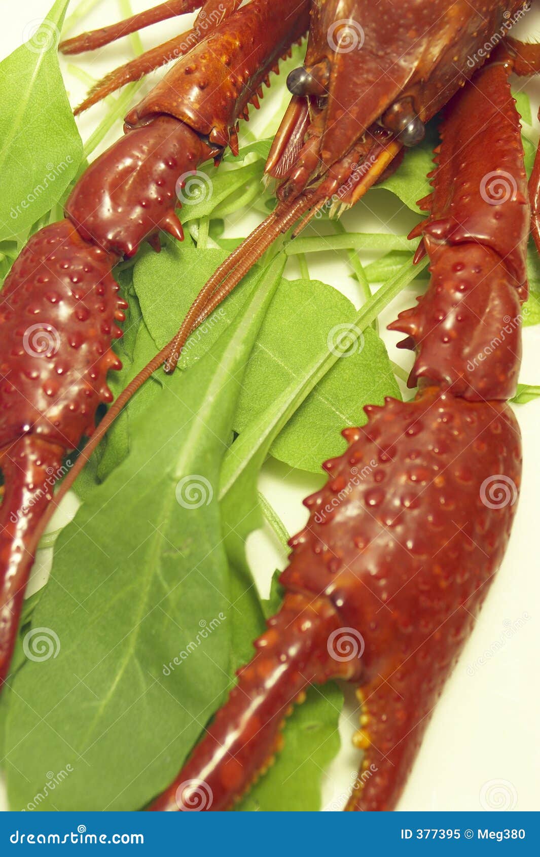 Craw-fish stock image. Image of craw, marine, gourmet, plant - 377395