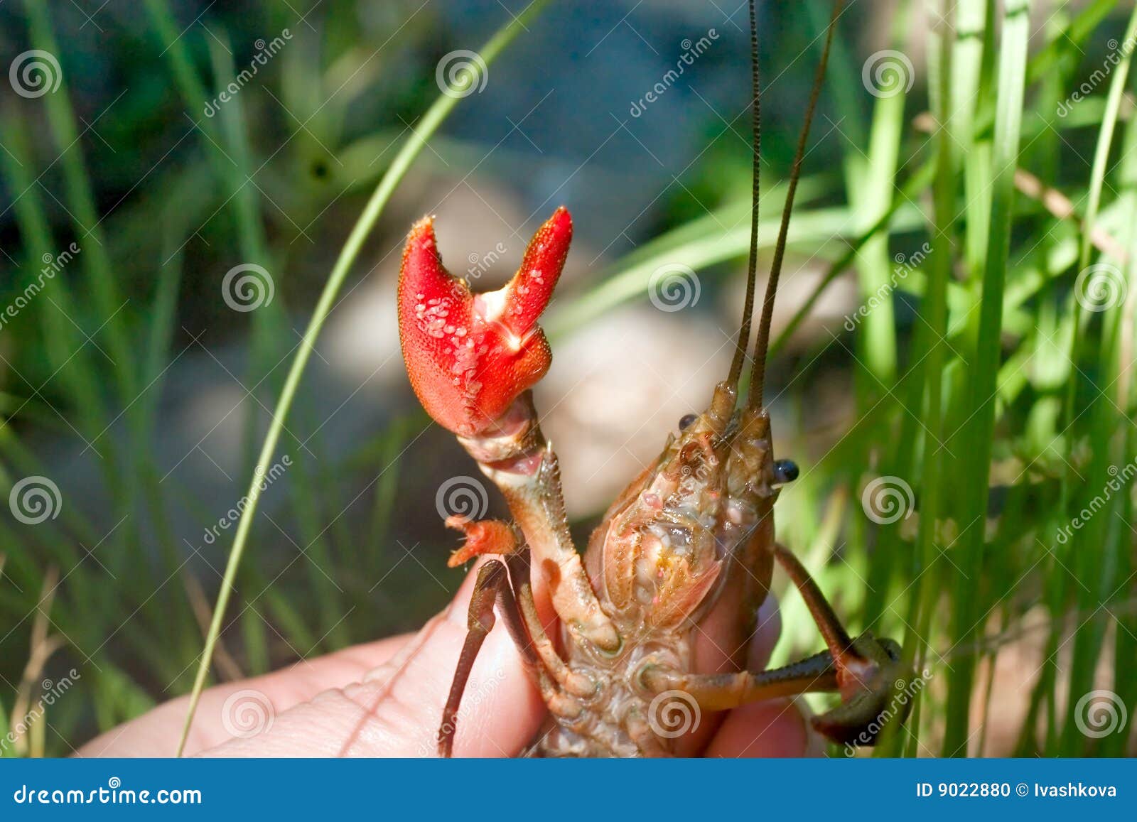 Craw fish stock photo. Image of animal, hello, travel - 9022880