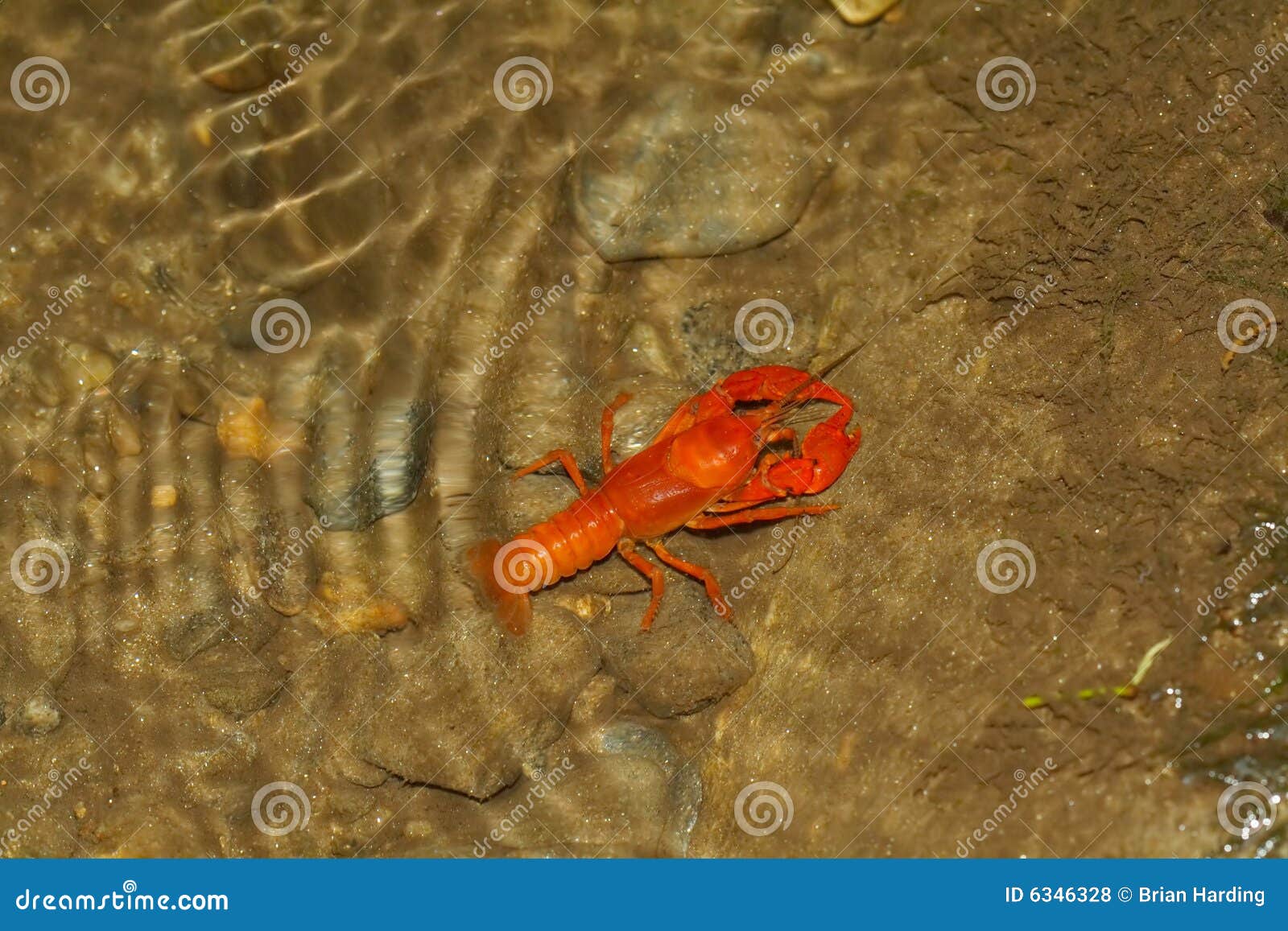 Crawdad stock photo. Image of smoky, stream, water, swim - 6346328