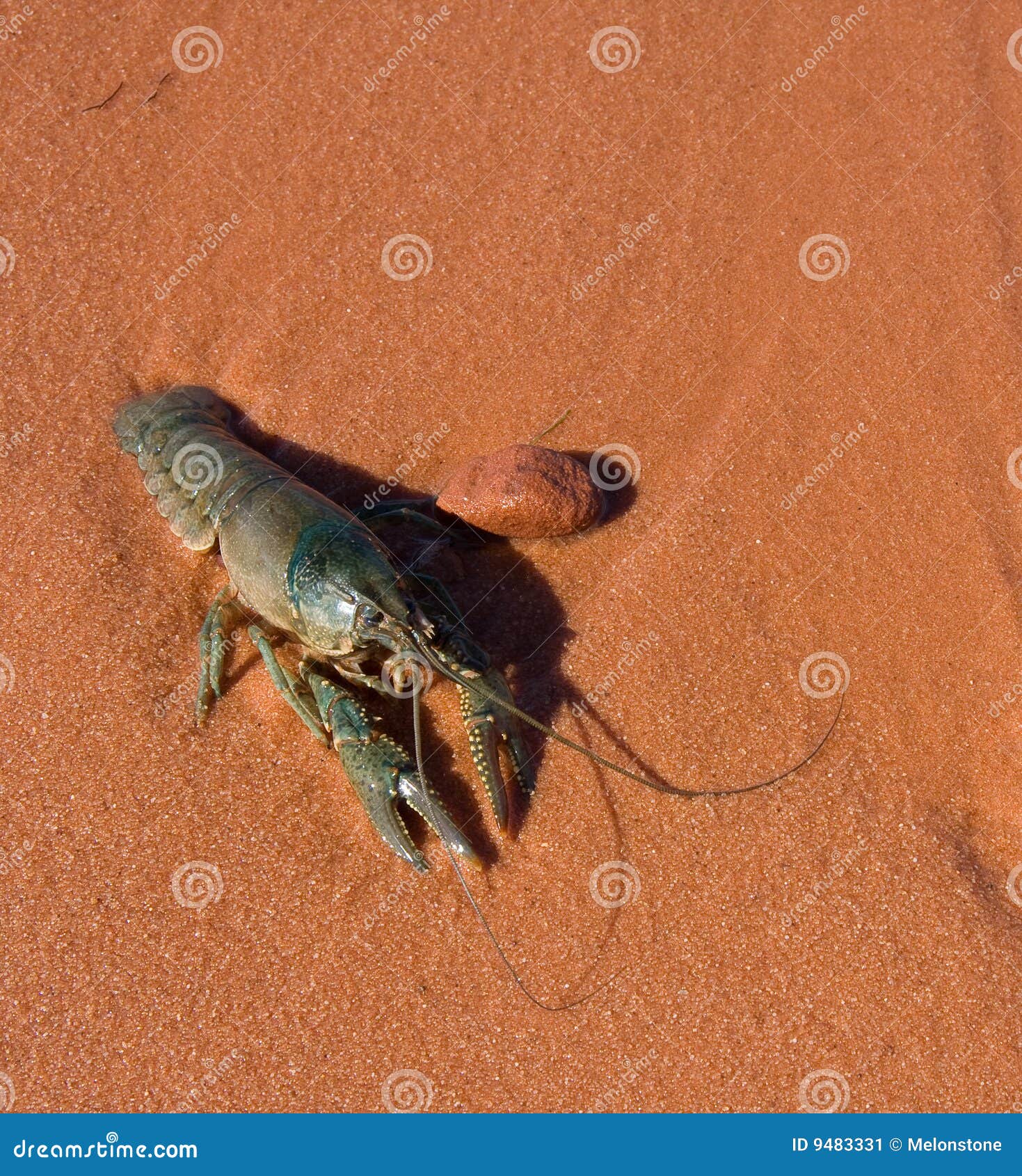 Crawdad stock image. Image of close, craw, blank, shell - 9483331