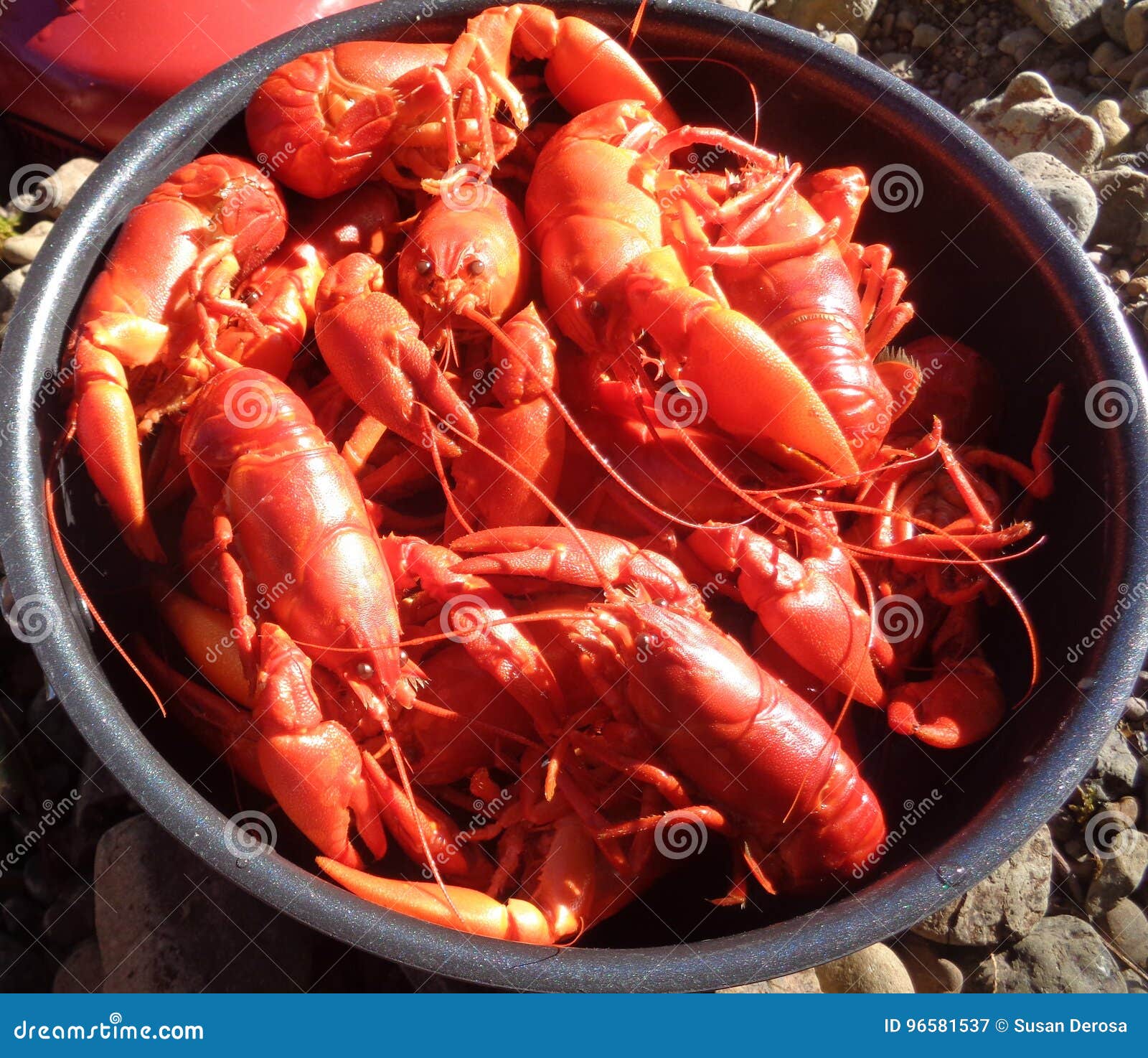 Crawdad Catch of the Day stock image. Image of food, fresh - 96581537