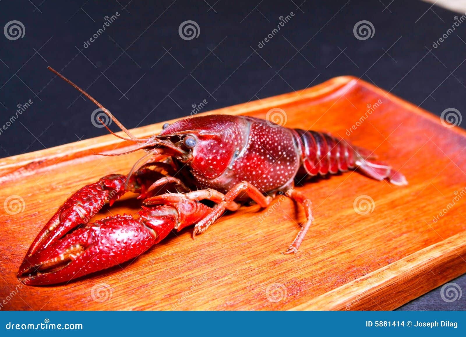 Crawdads stock photo. Image of healthy, crabfish, vegetable - 5881414