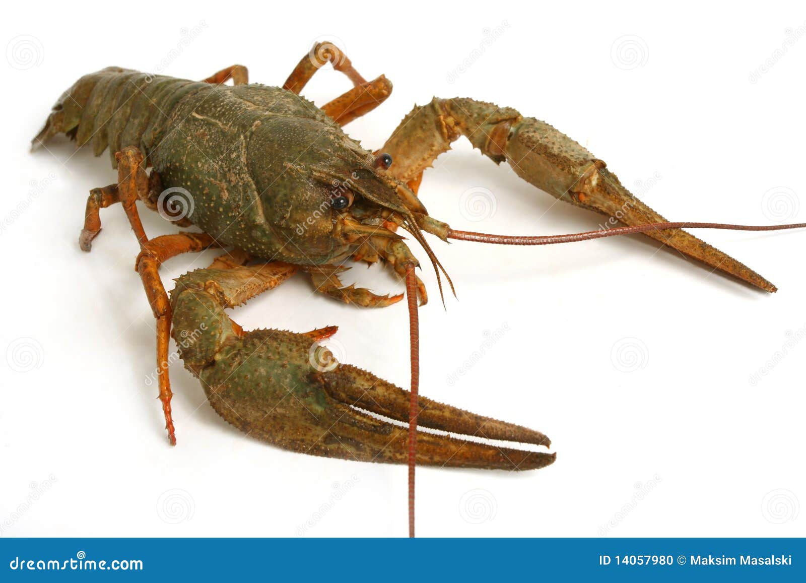 Crawfish stock photo. Image of close, crayfish, wild - 14057980